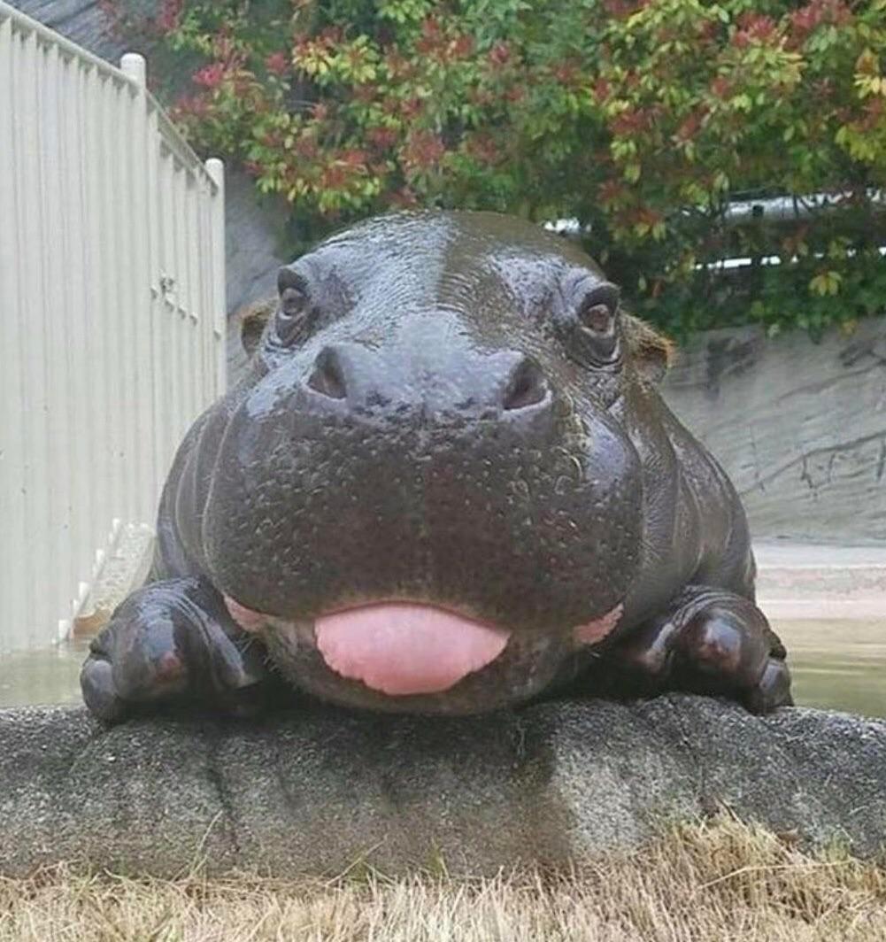 Extra chunky blup | Scrolller