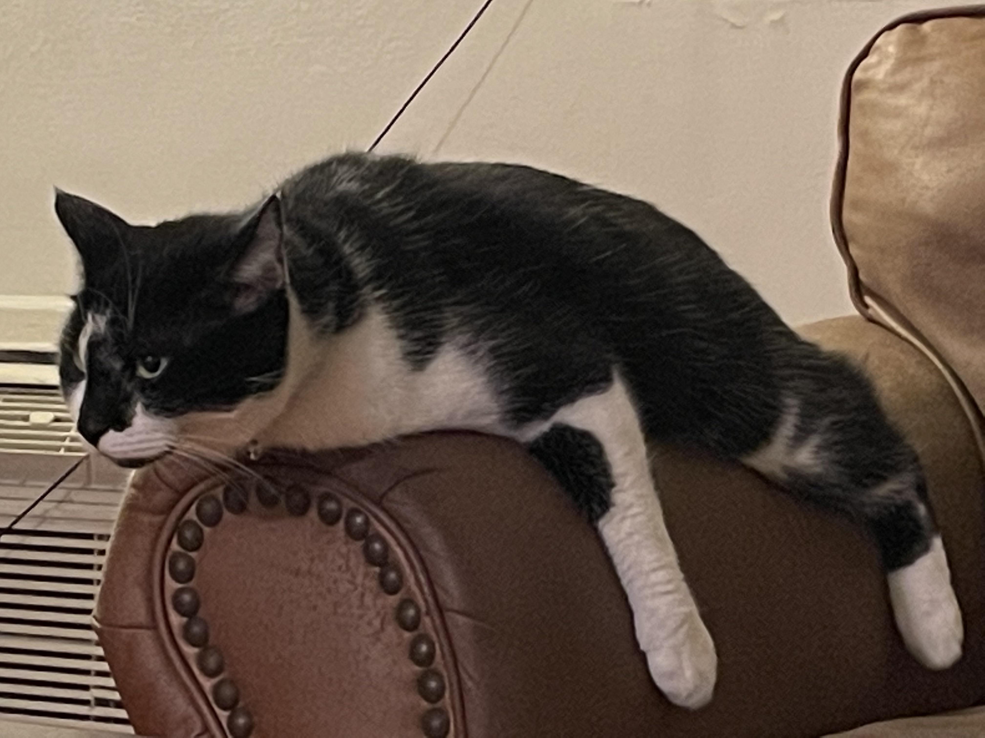 F that cat loaf garbage! | Scrolller