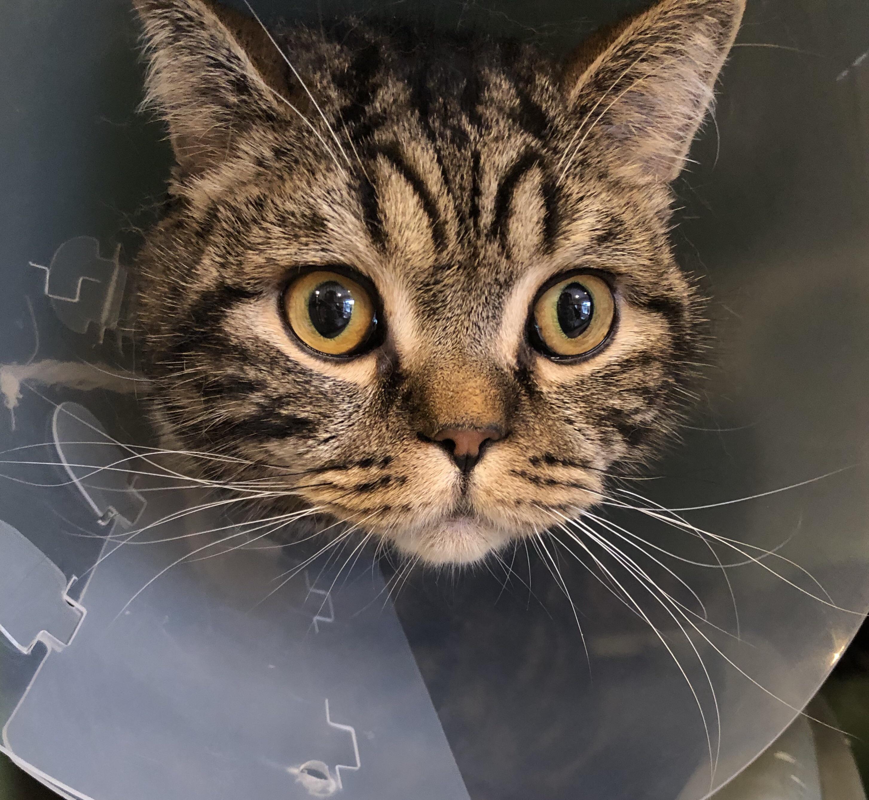 Face of perfection, meet Appa! | Scrolller