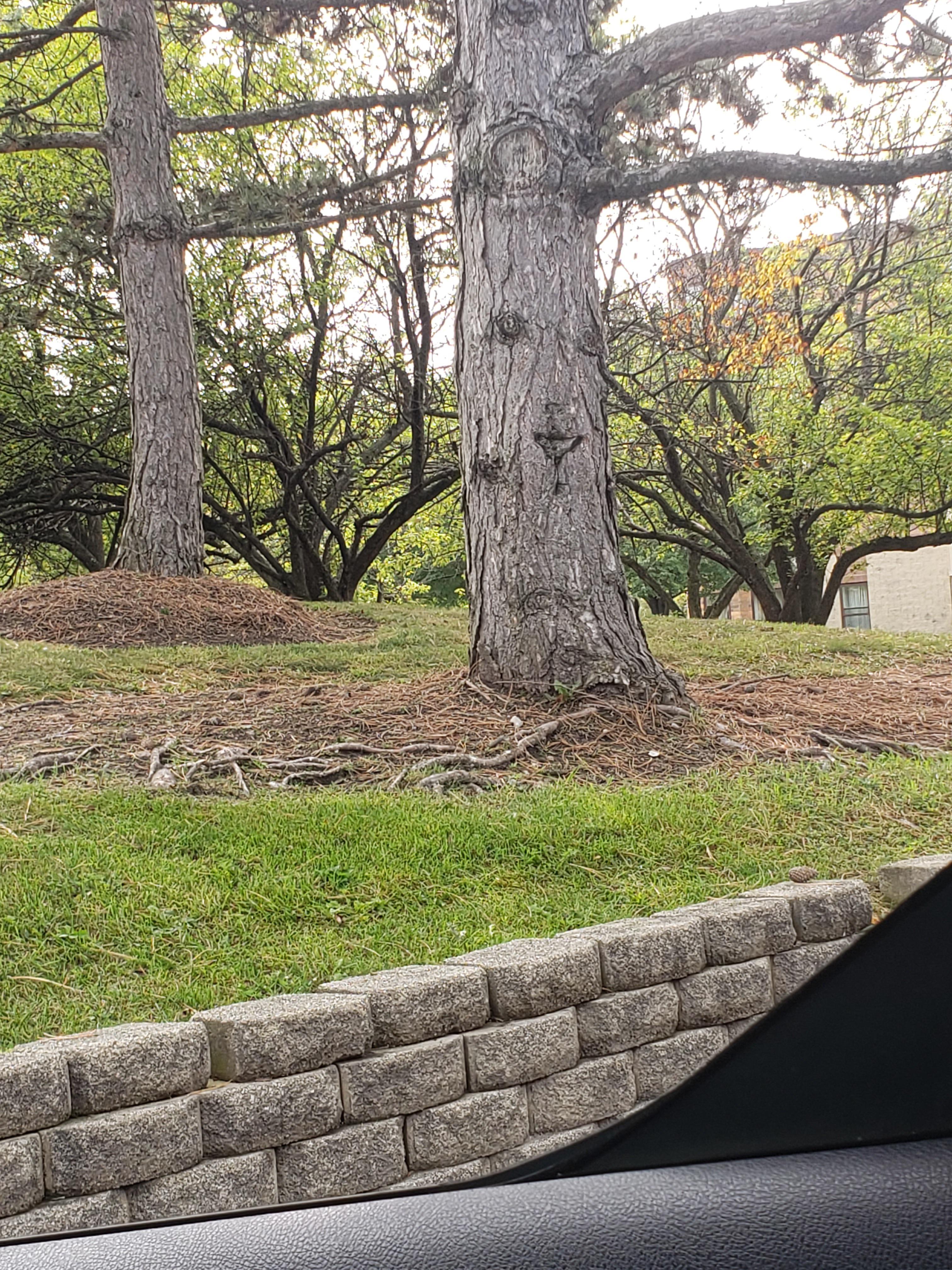 Face on a tree. | Scrolller