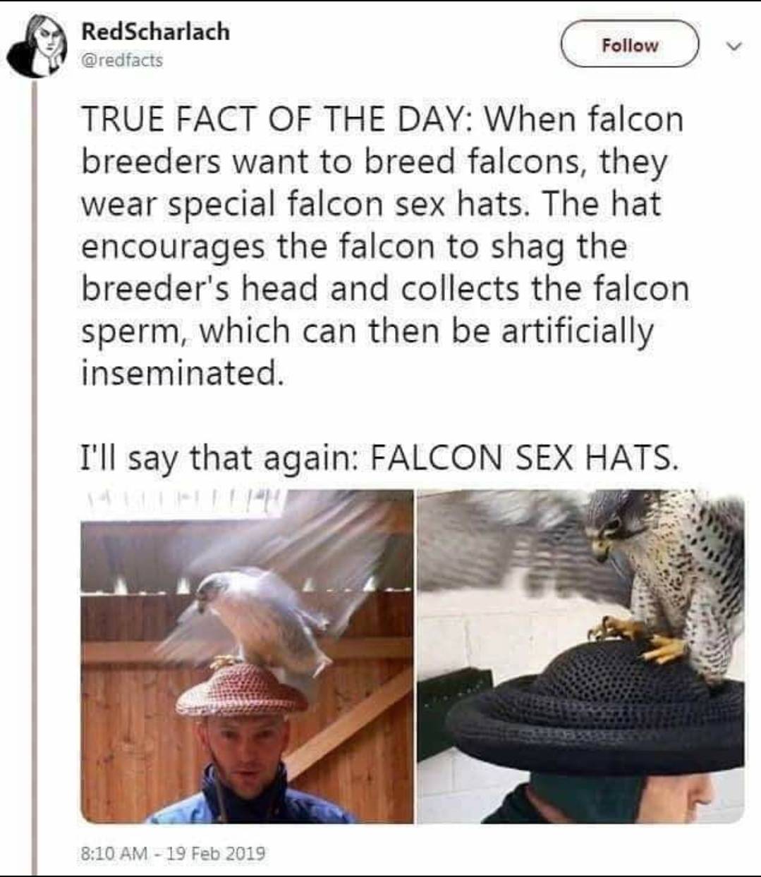 FALCON SEX HATS | Scrolller