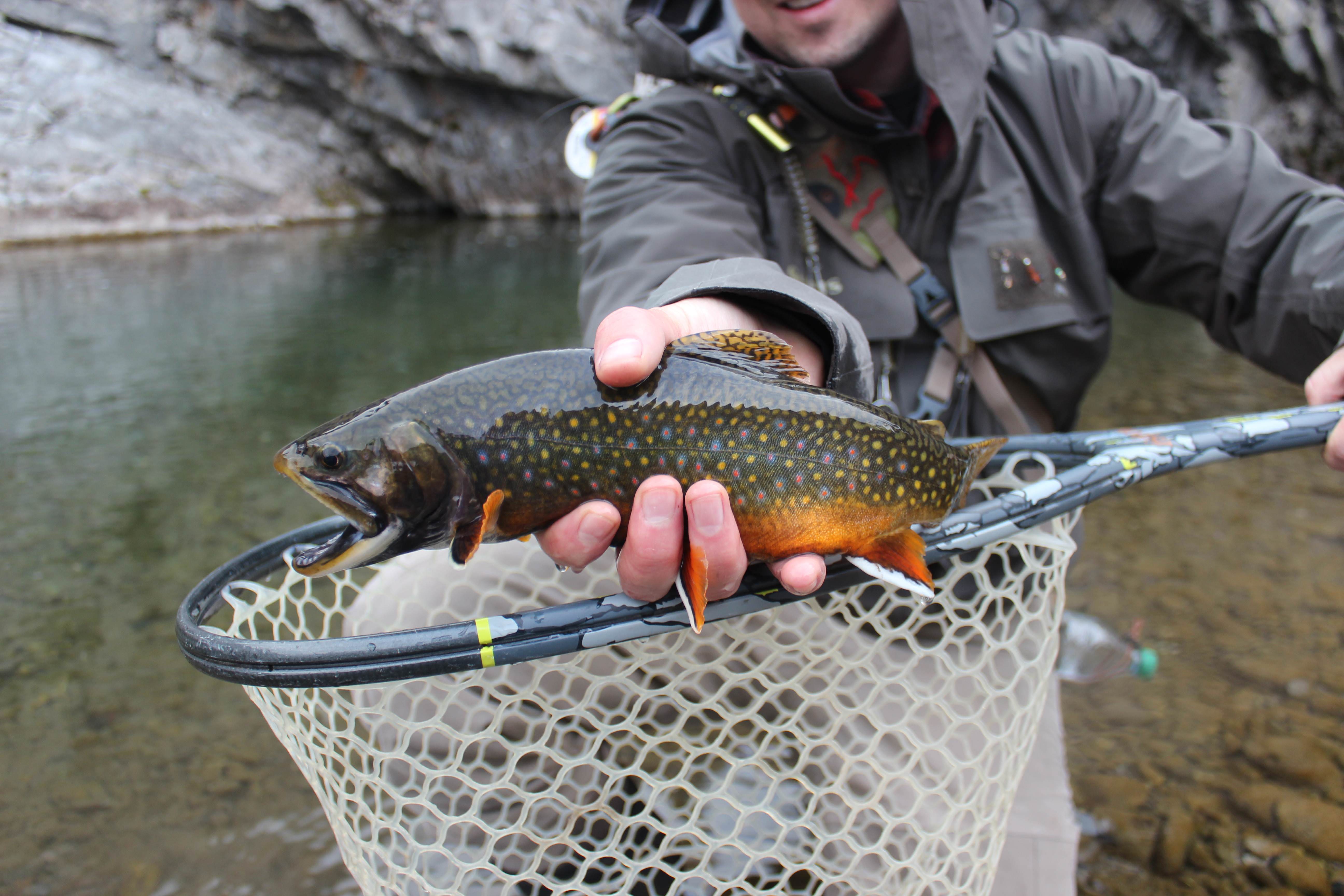 Fall brookies are so beautiful | Scrolller