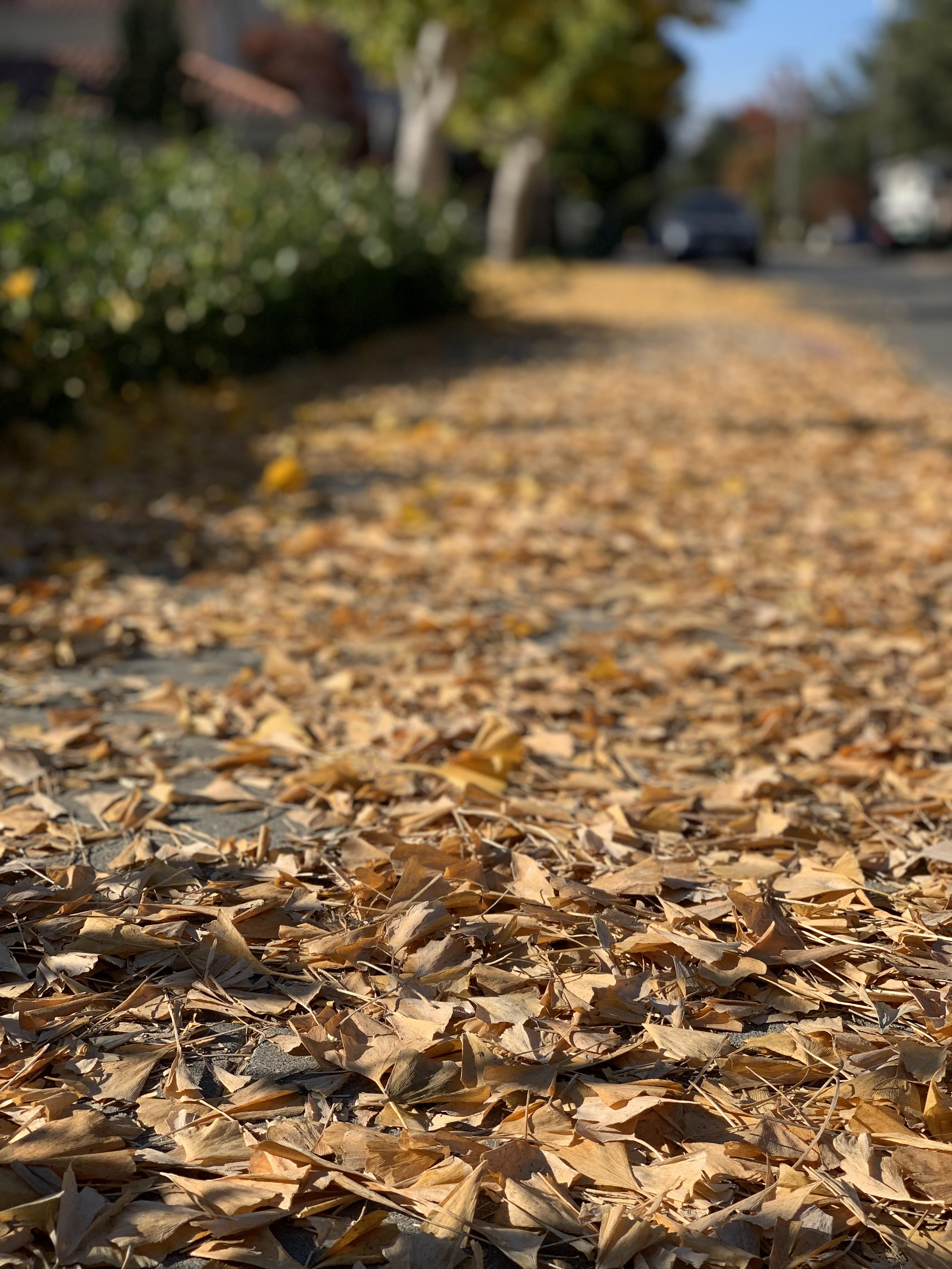 Fall in Northern California | Scrolller