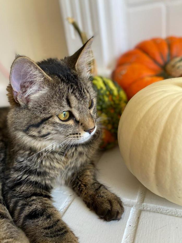 Fall Kitty | Scrolller