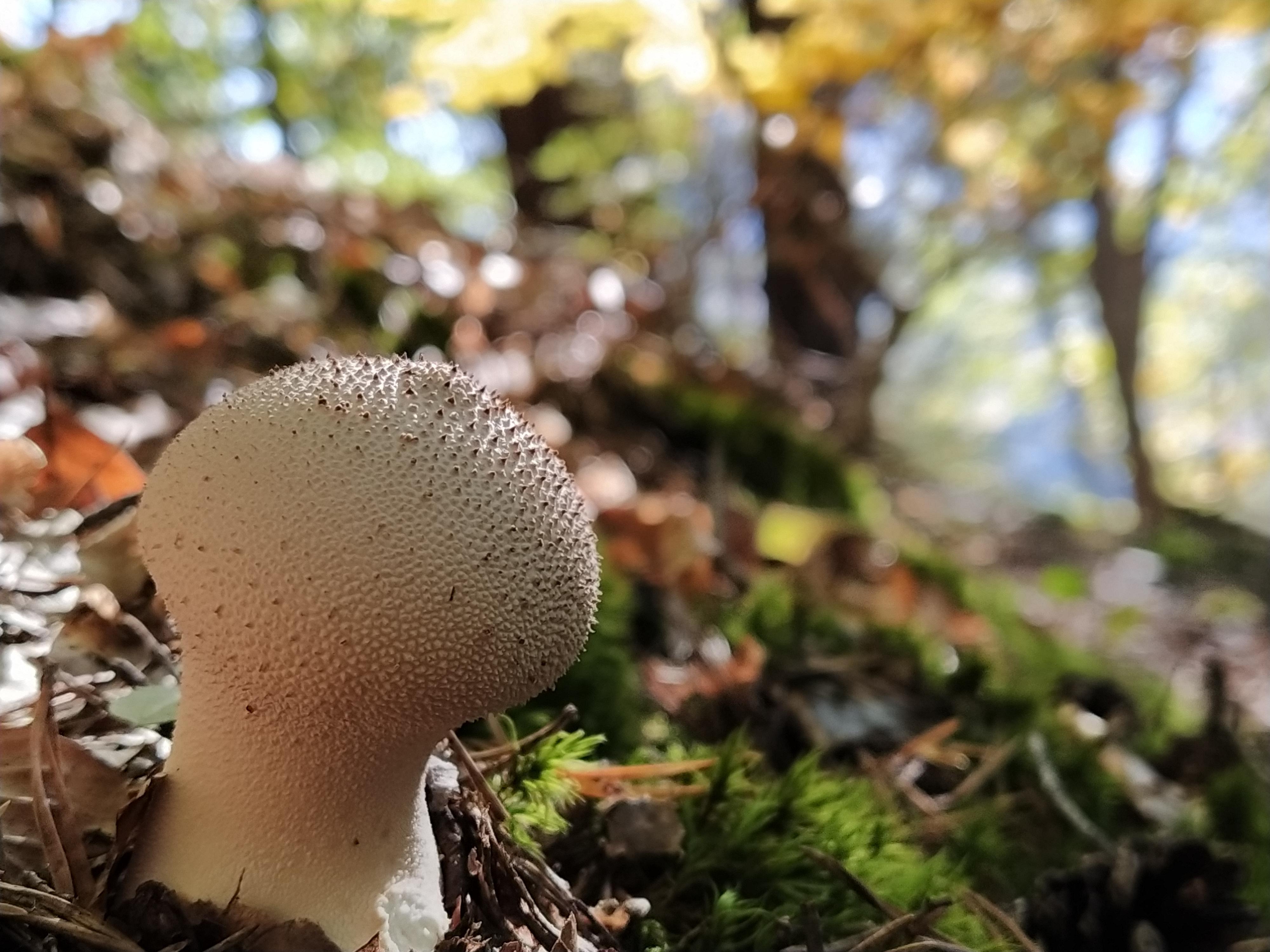 Fall vibes, Alps | Scrolller