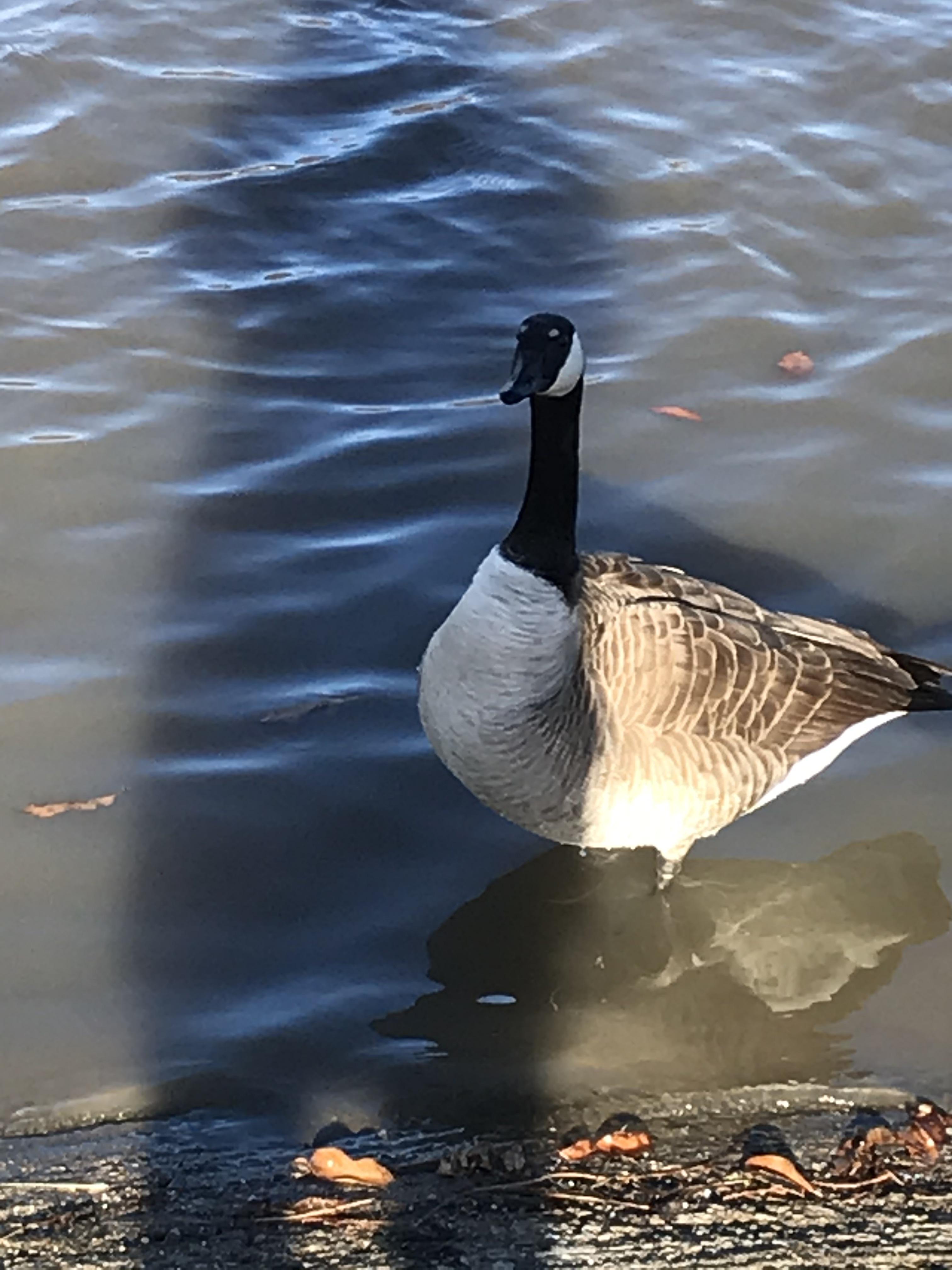 fancy man | Scrolller