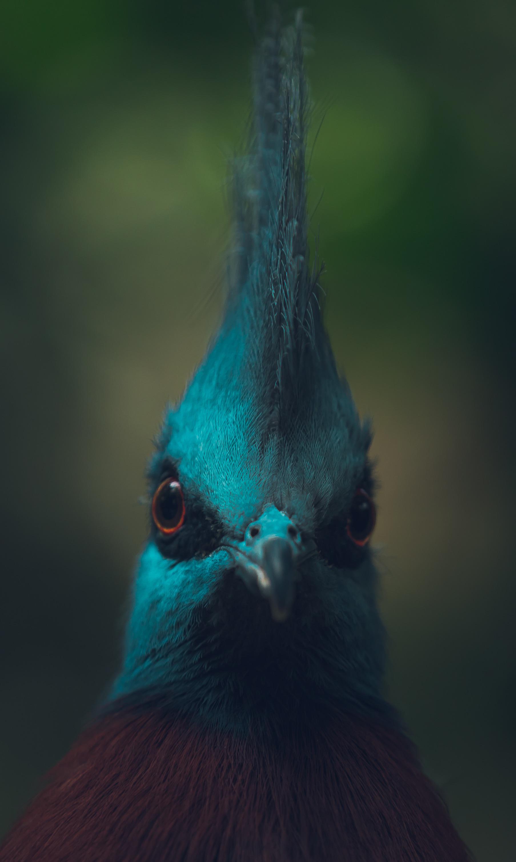 Fancy Pigeon | Scrolller