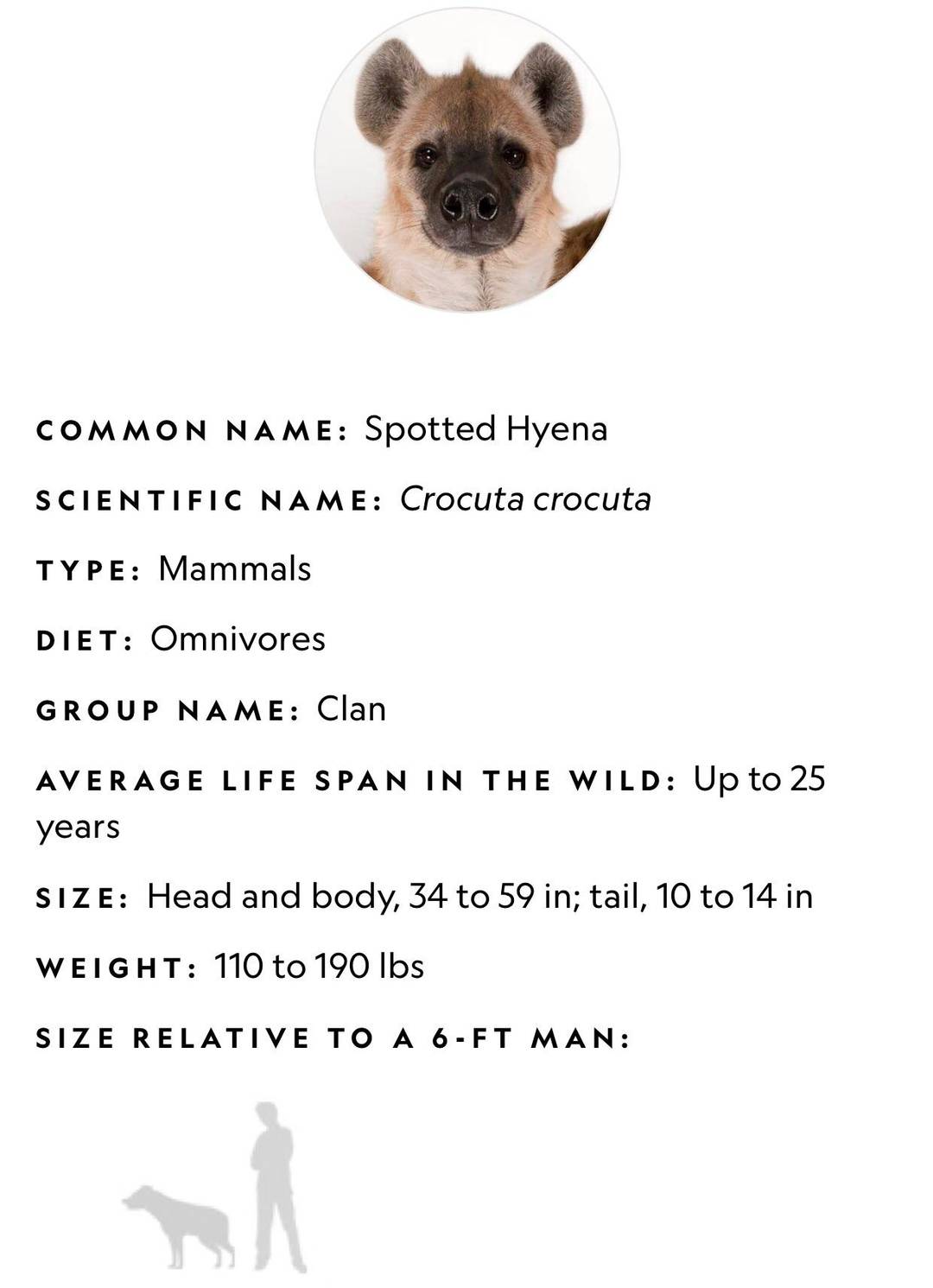 Fast facts about the spotted hyena | Scrolller