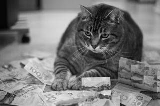 Fat cat countin stacks | Scrolller