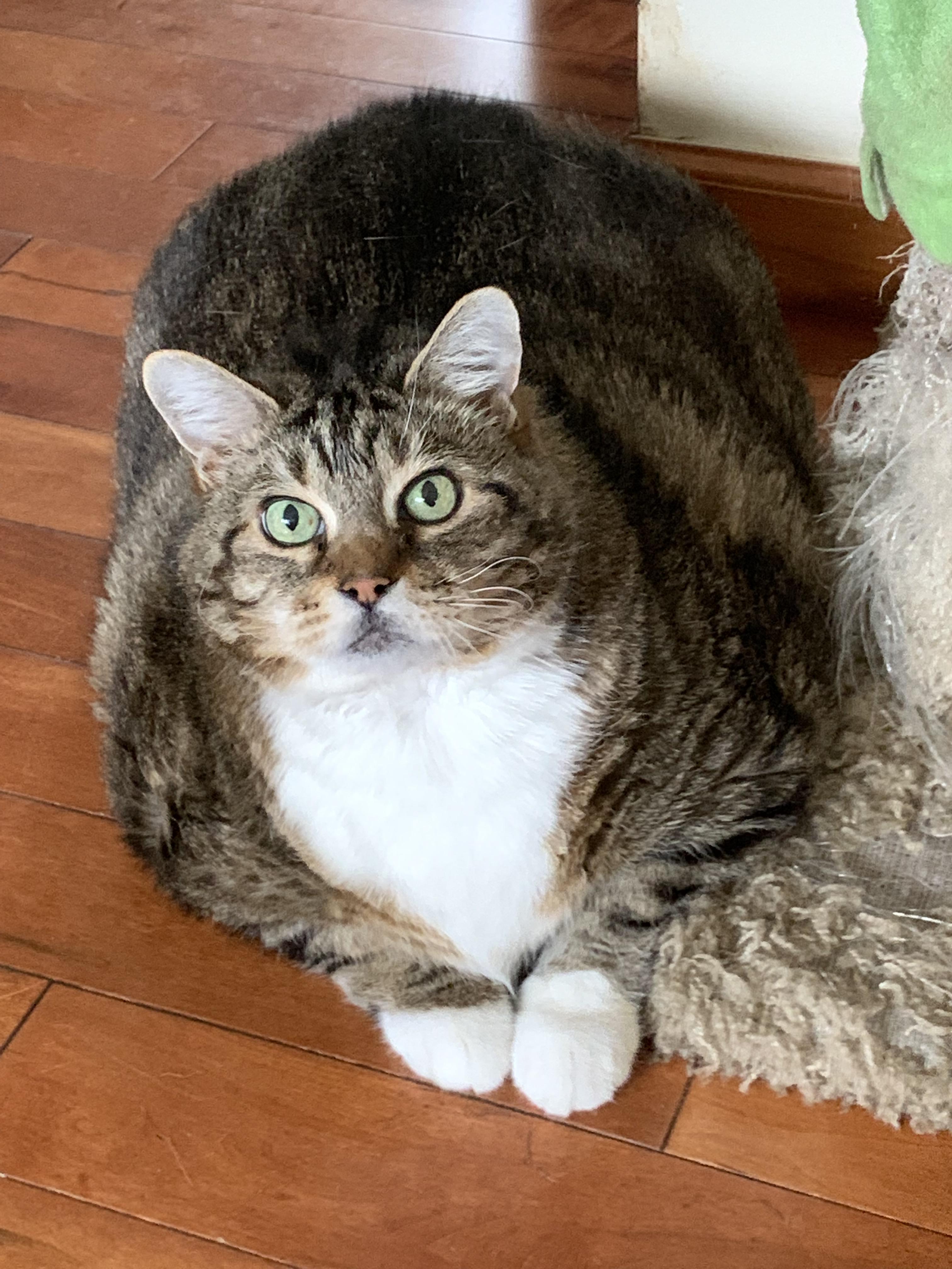 Fat Chonk | Scrolller