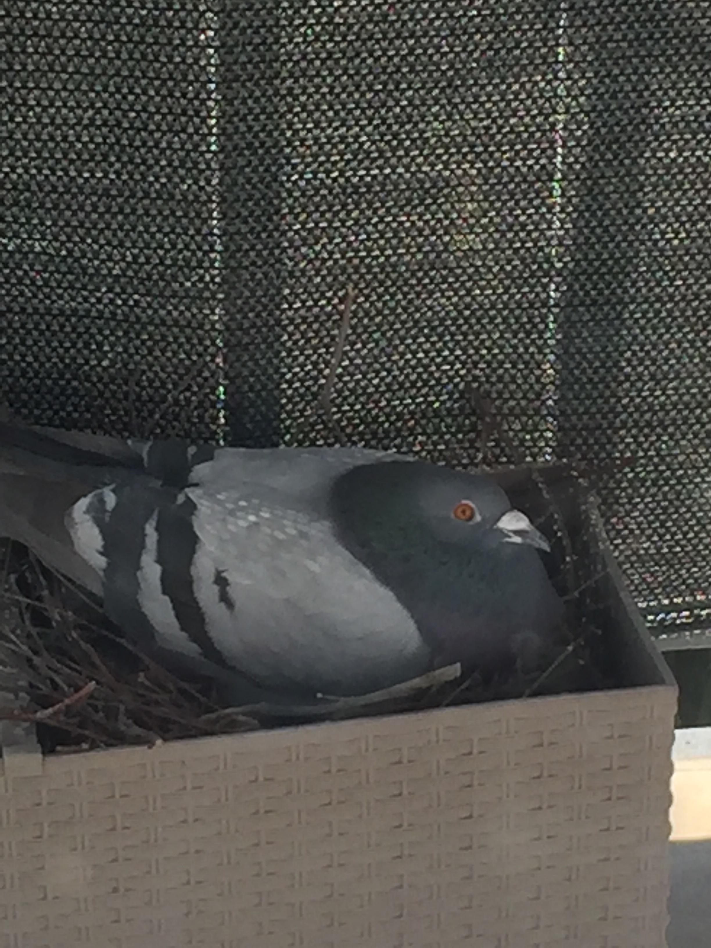 Fat pigeon | Scrolller