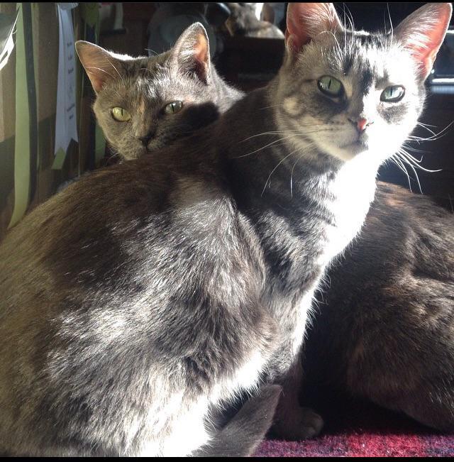 Fat suncats with big pink ears | Scrolller