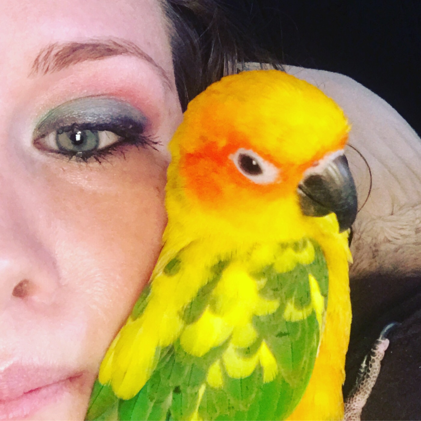 Favorite snuggle bug!! Don't tell the other conures. | Scrolller