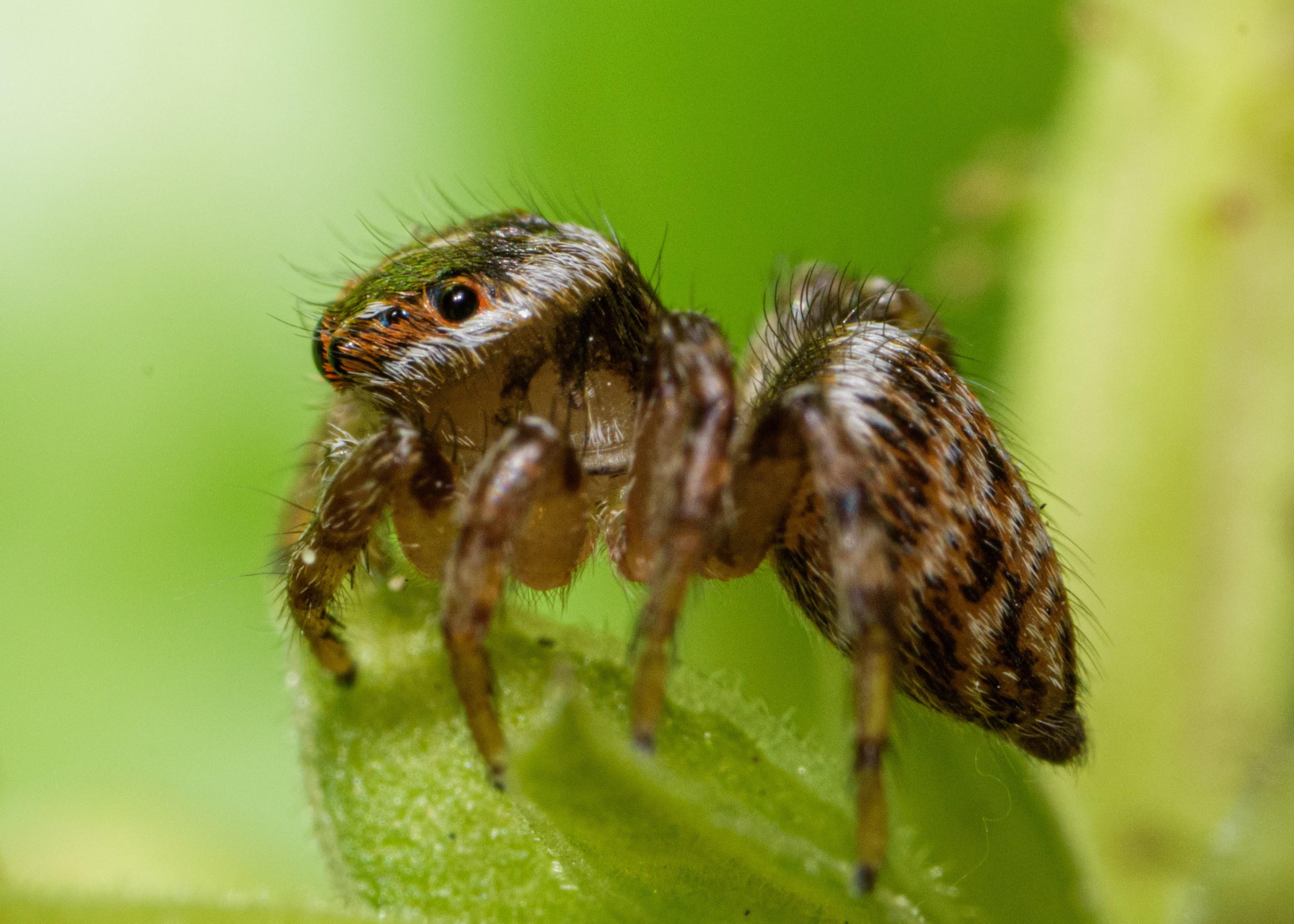 Favourite recent photo I took of a jumping spider. [OC , 24mp, Nikon d5600, 2:1 macro] | Scrolller