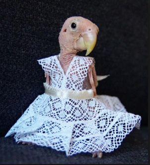 Featherless bird wears a dress | Scrolller
