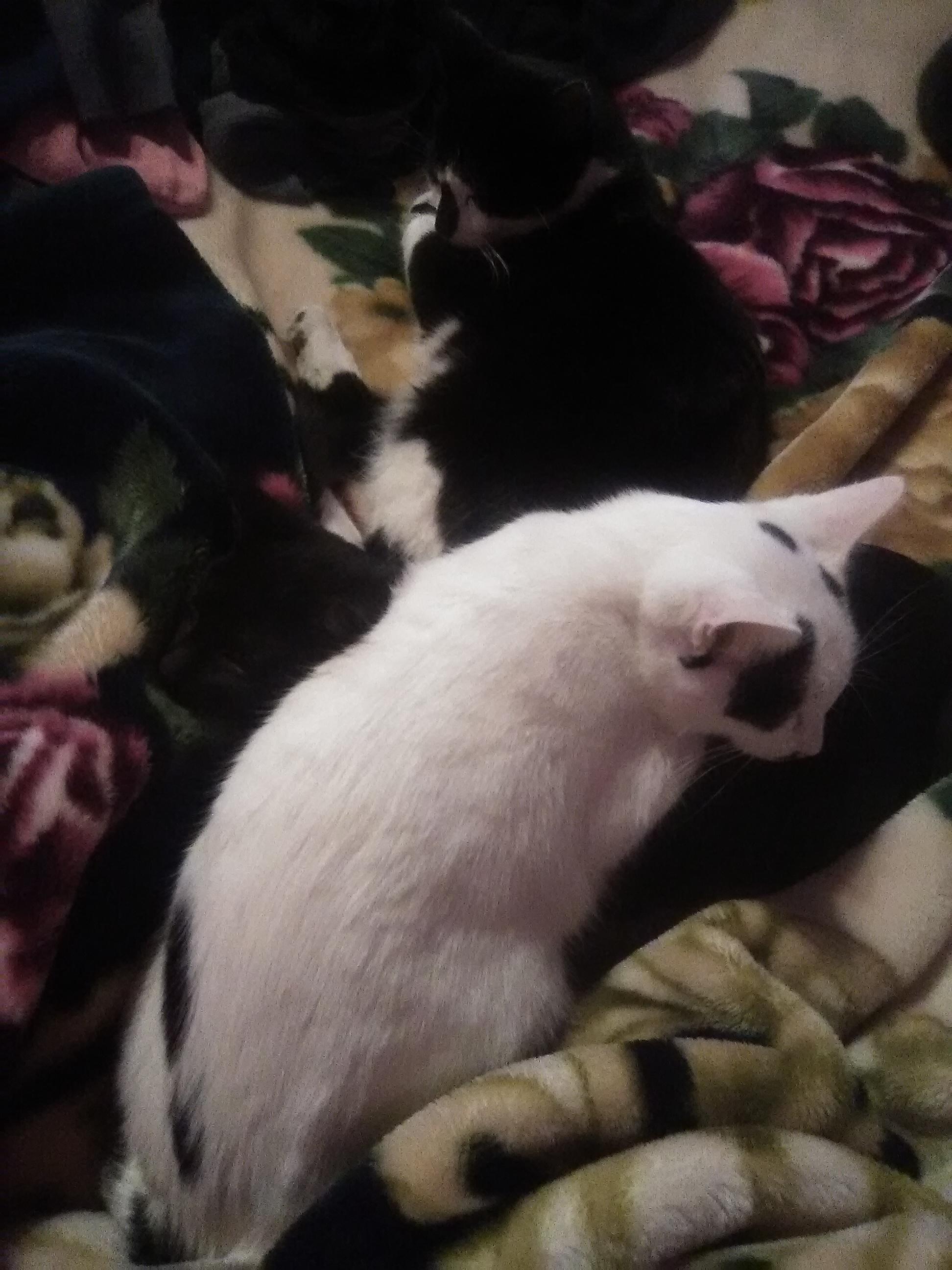 Featuring Rory, Leela and my newest addition Icarus! | Scrolller