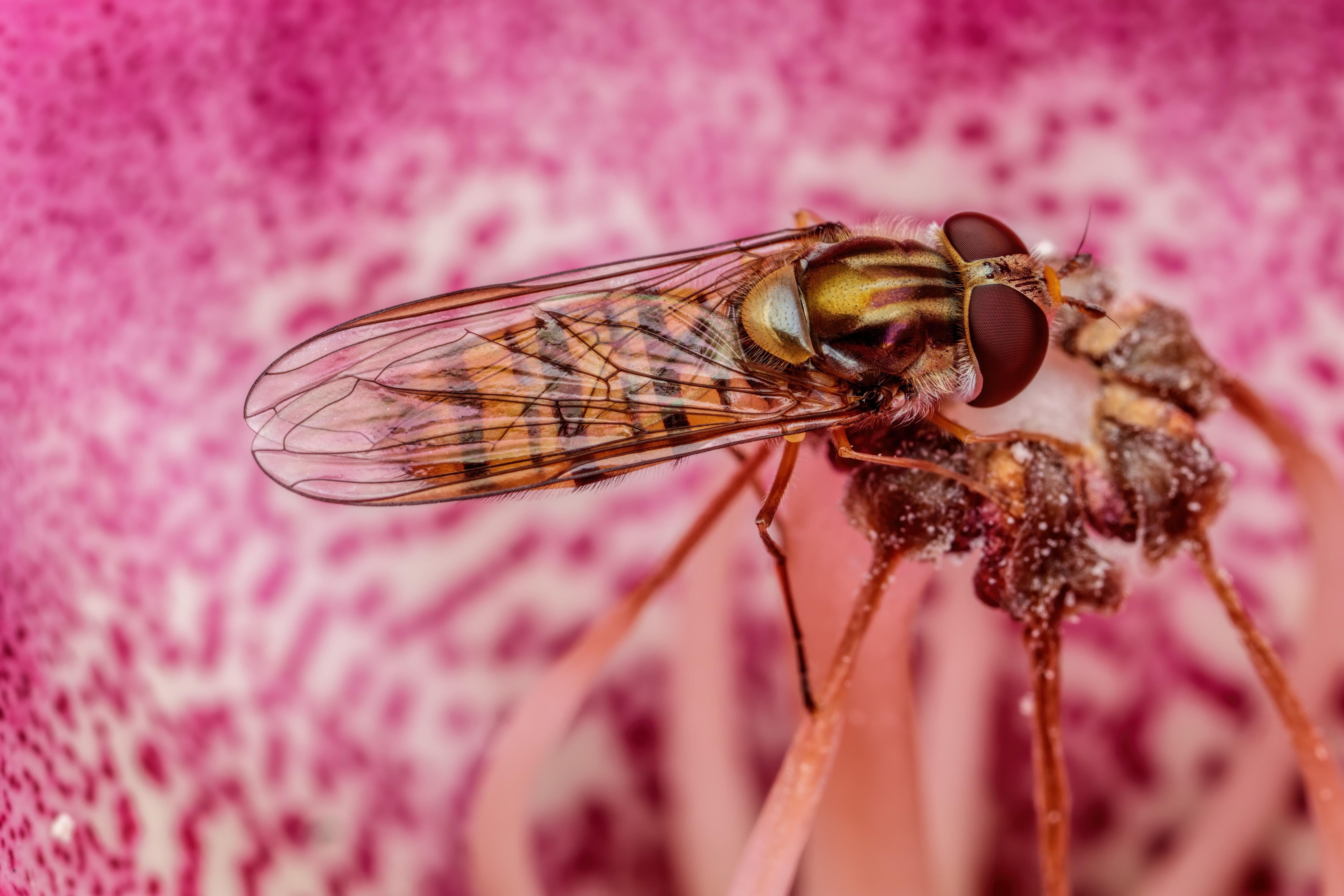 Feeding Hoverfly II [6000x4000] [OC] | Scrolller