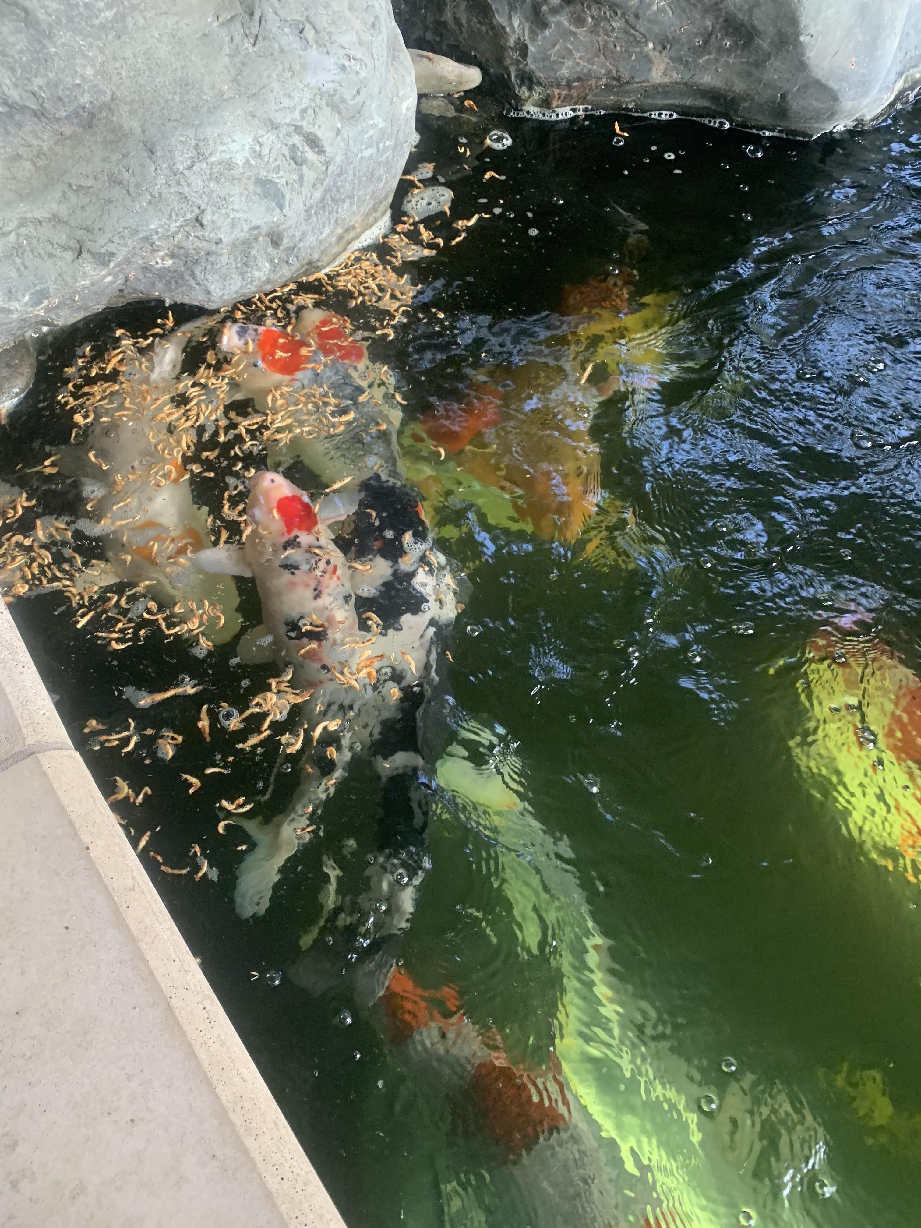 Feeding time | Scrolller