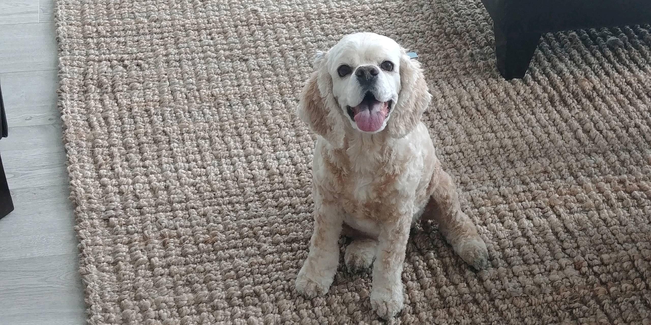 Feeling soooo pretty after the groomer! | Scrolller