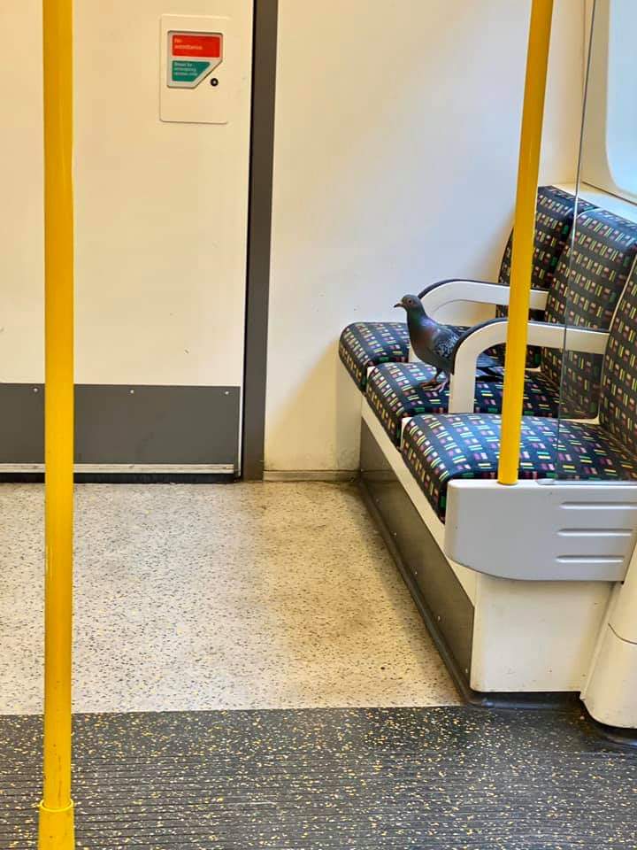 Feet off the seats please | Scrolller