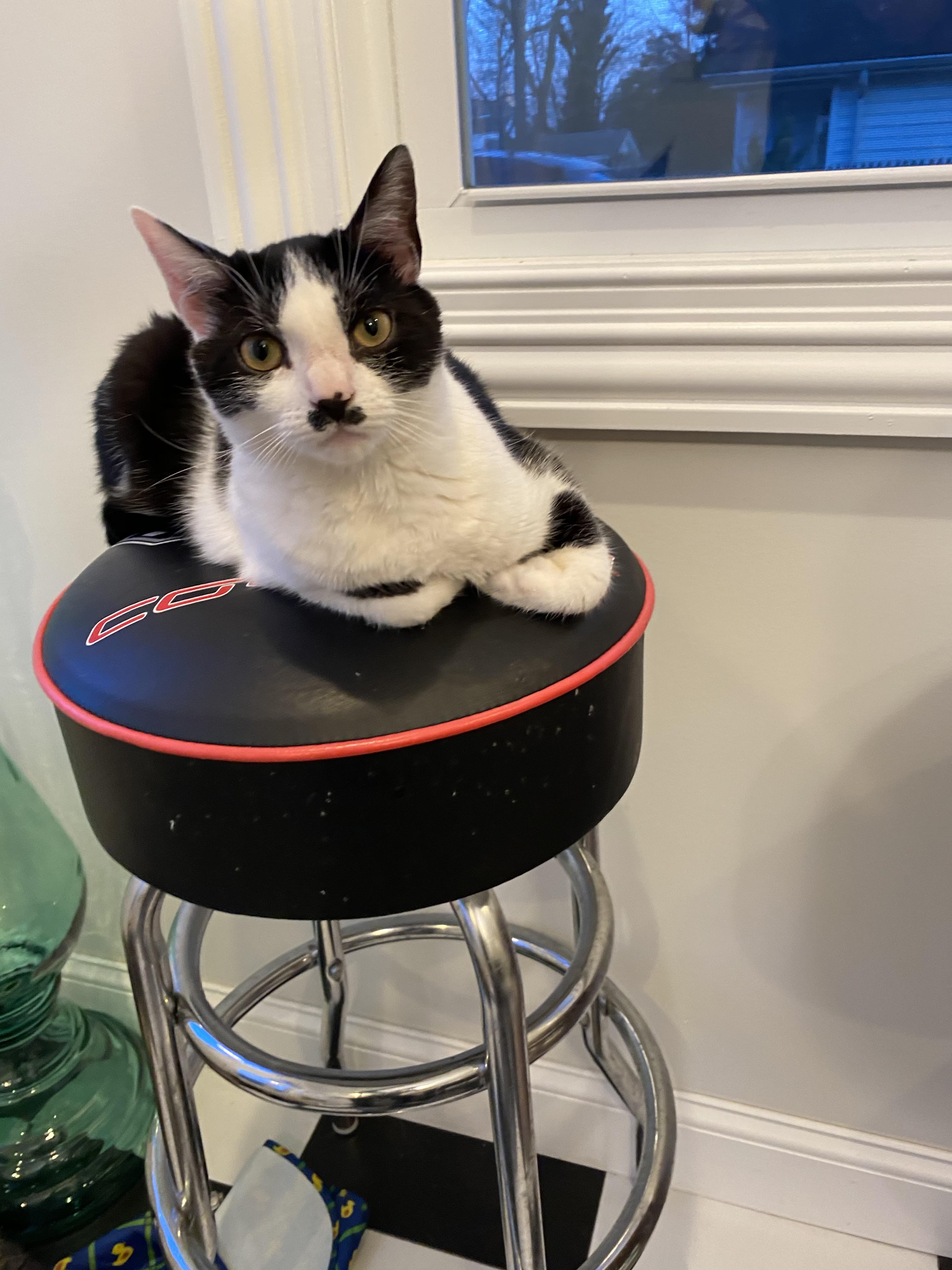 Feetsies Kitler | Scrolller