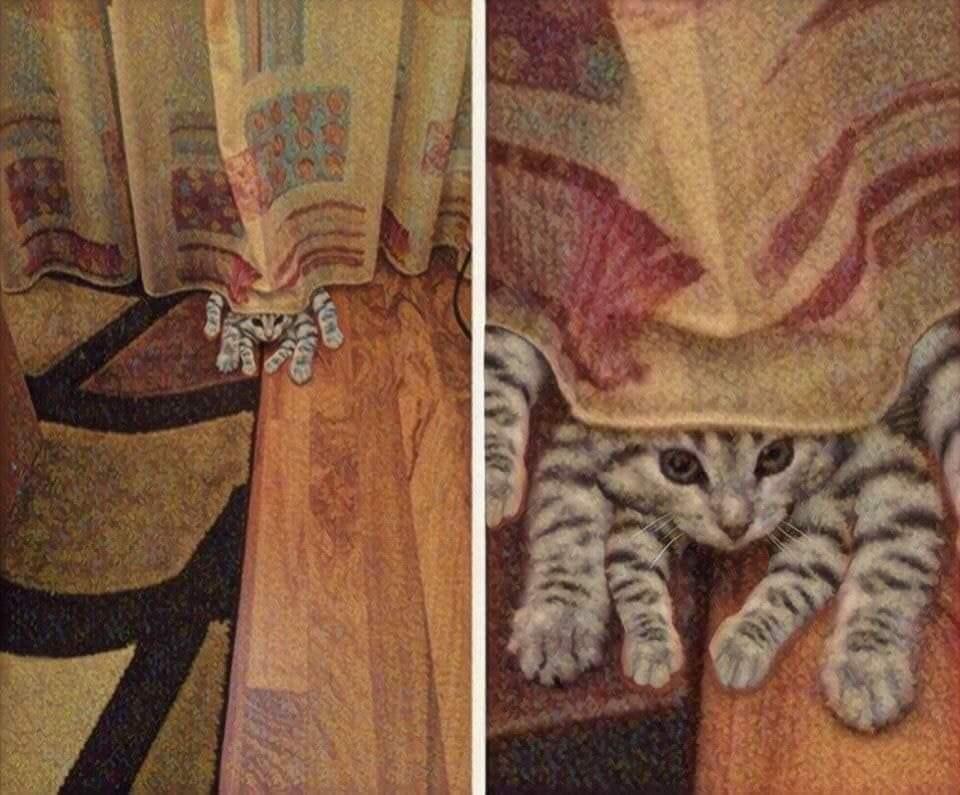 Felis araneae, snatcher of feet | Scrolller