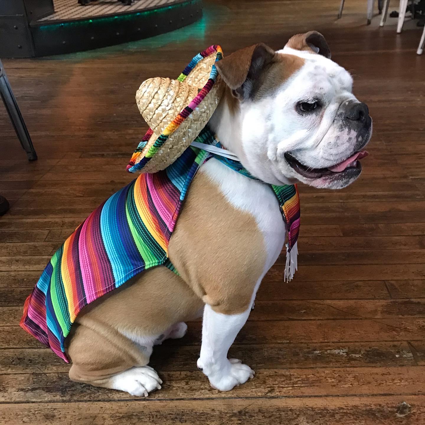 Feliz Cinco de Mayo! | Scrolller