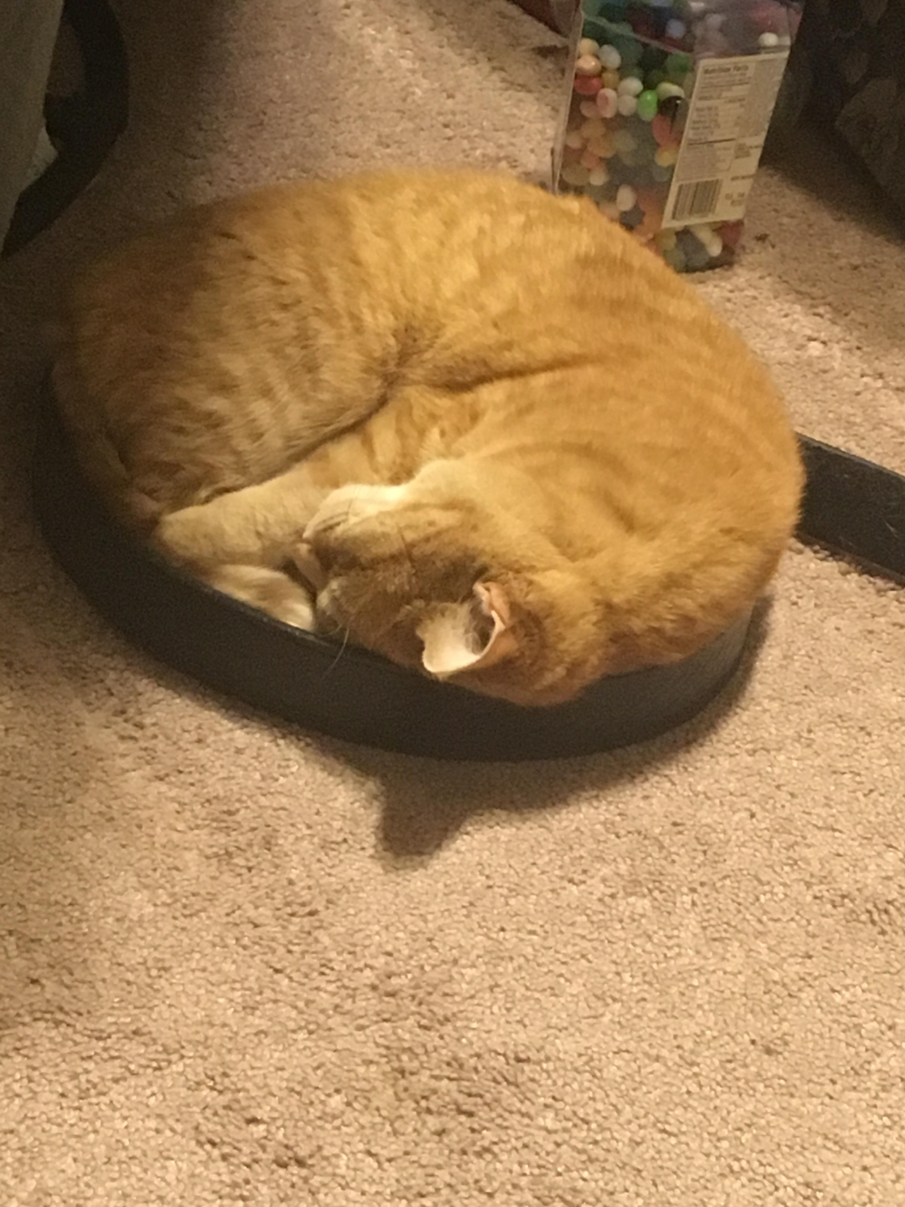 Fell asleep inside a belt | Scrolller