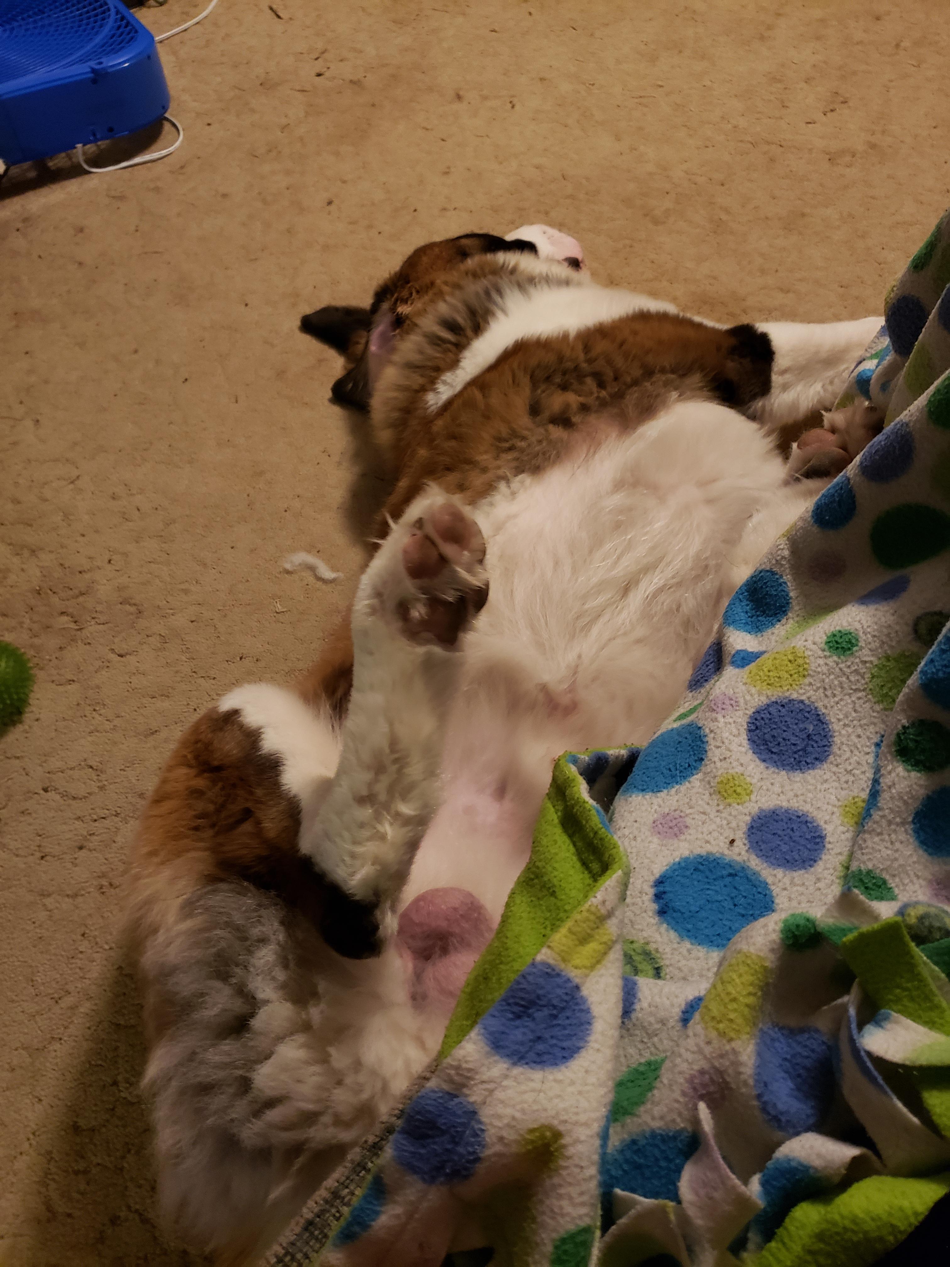 Fell asleep waiting for belly rub. | Scrolller