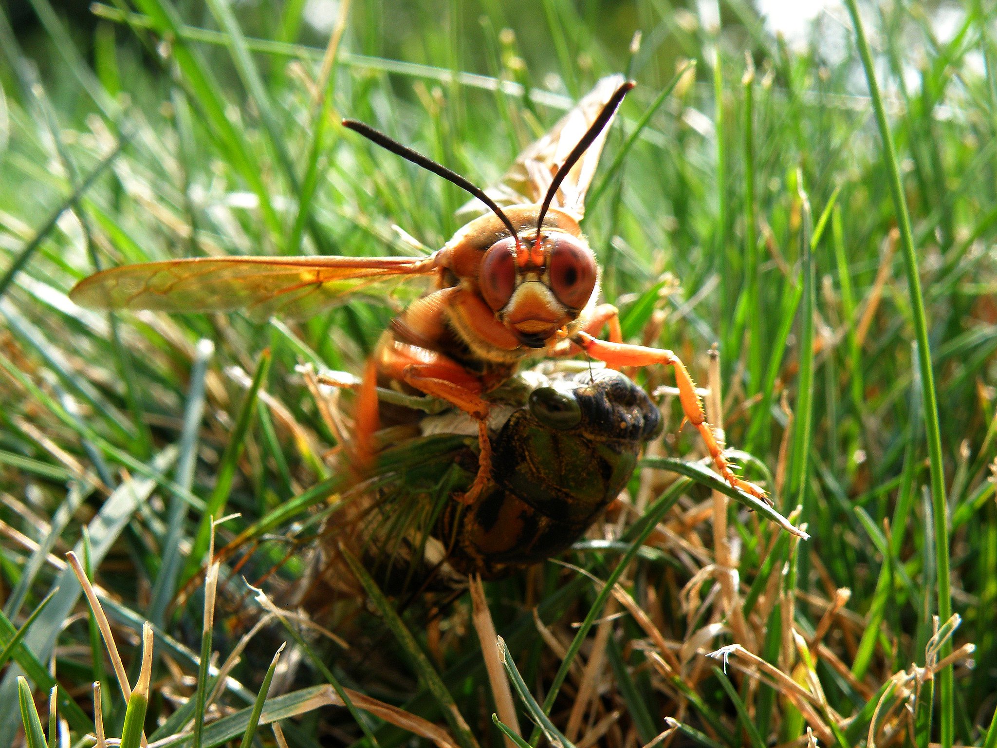 Female Eastern Cicada Killers paralyze live Cicadas, which are stored in a burrow and consumed ...