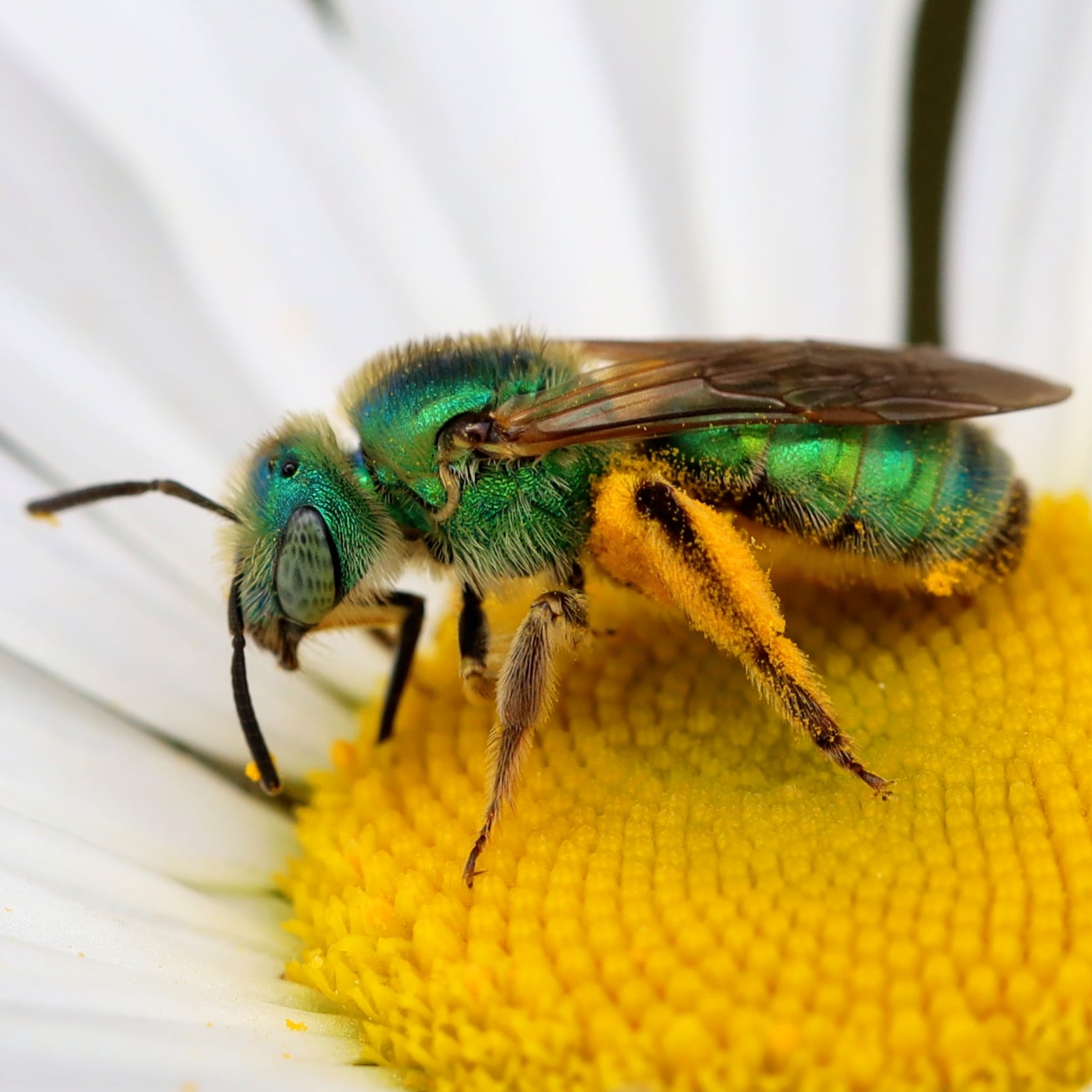 Female green bee hard at work. | Scrolller