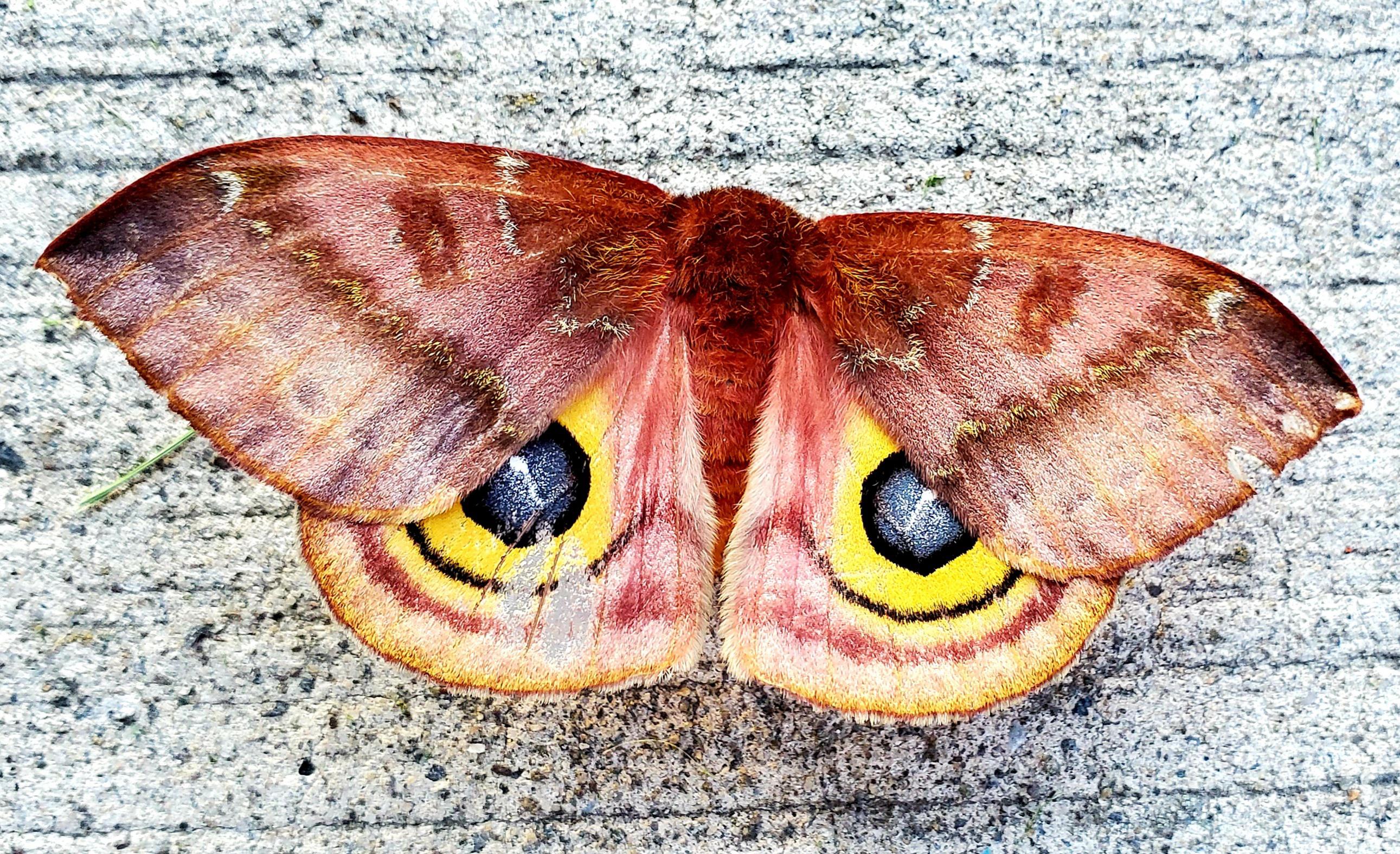 Female Io Moth (Pennsylvania) | Scrolller