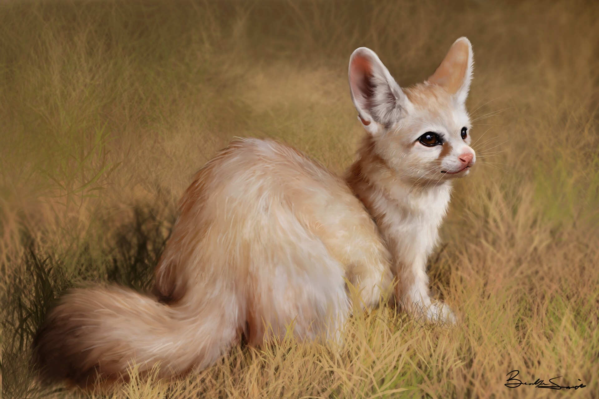 Fennec Ferret by Brooklyn Smith | Scrolller