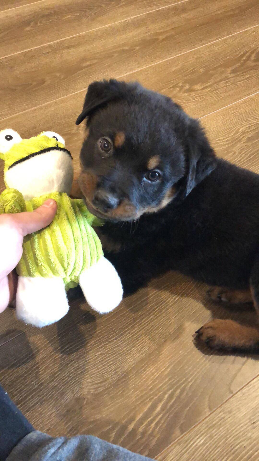 Ferocious 🥰 | Scrolller