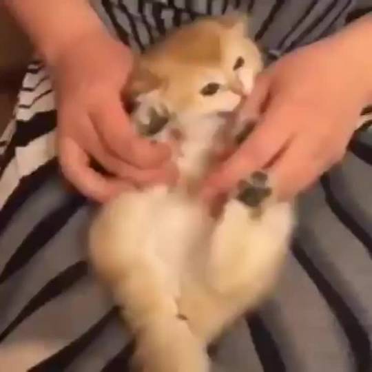 Ferocious kitten getting its belly tickled | Scrolller