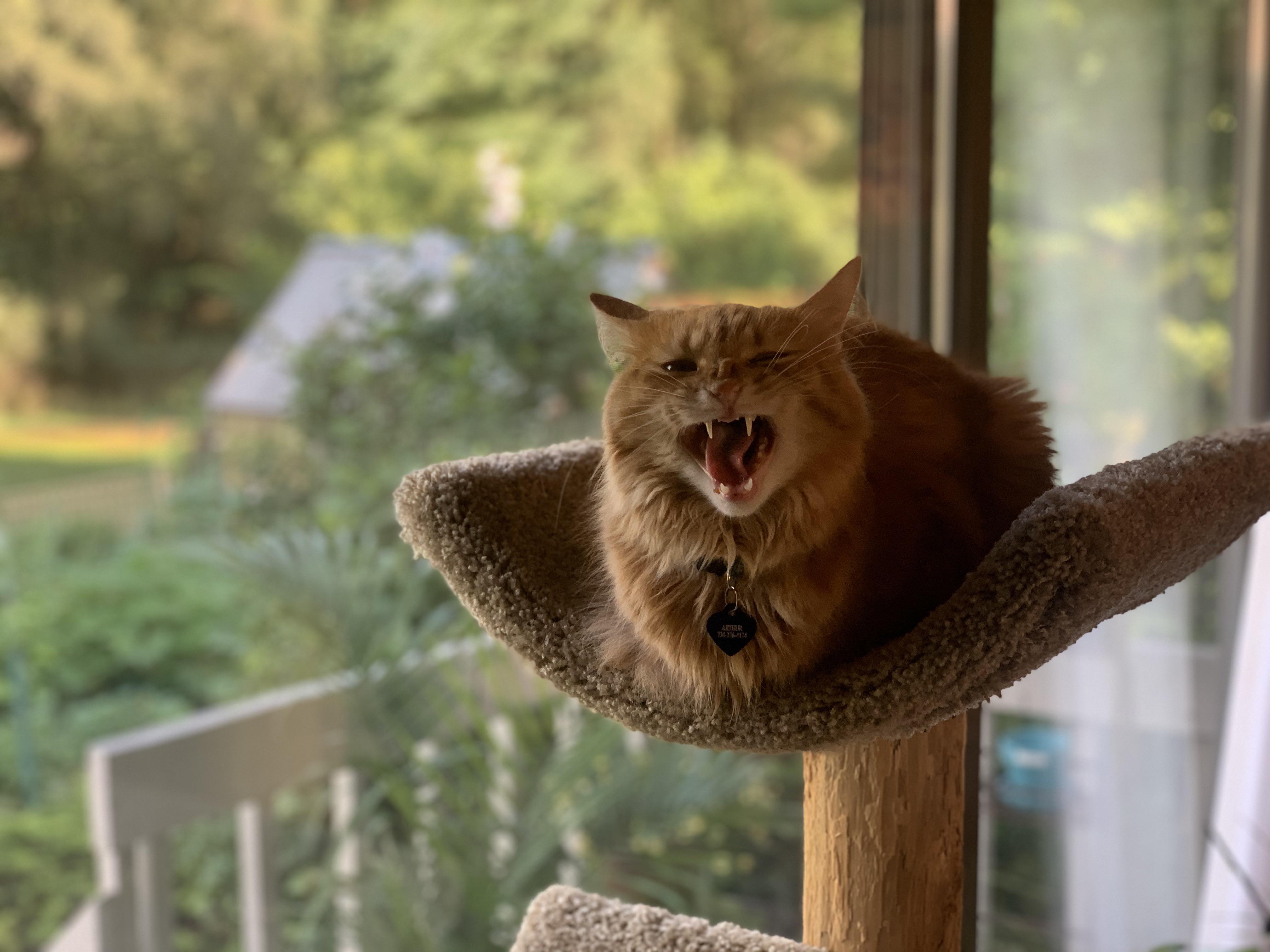 Ferocious Loaf | Scrolller
