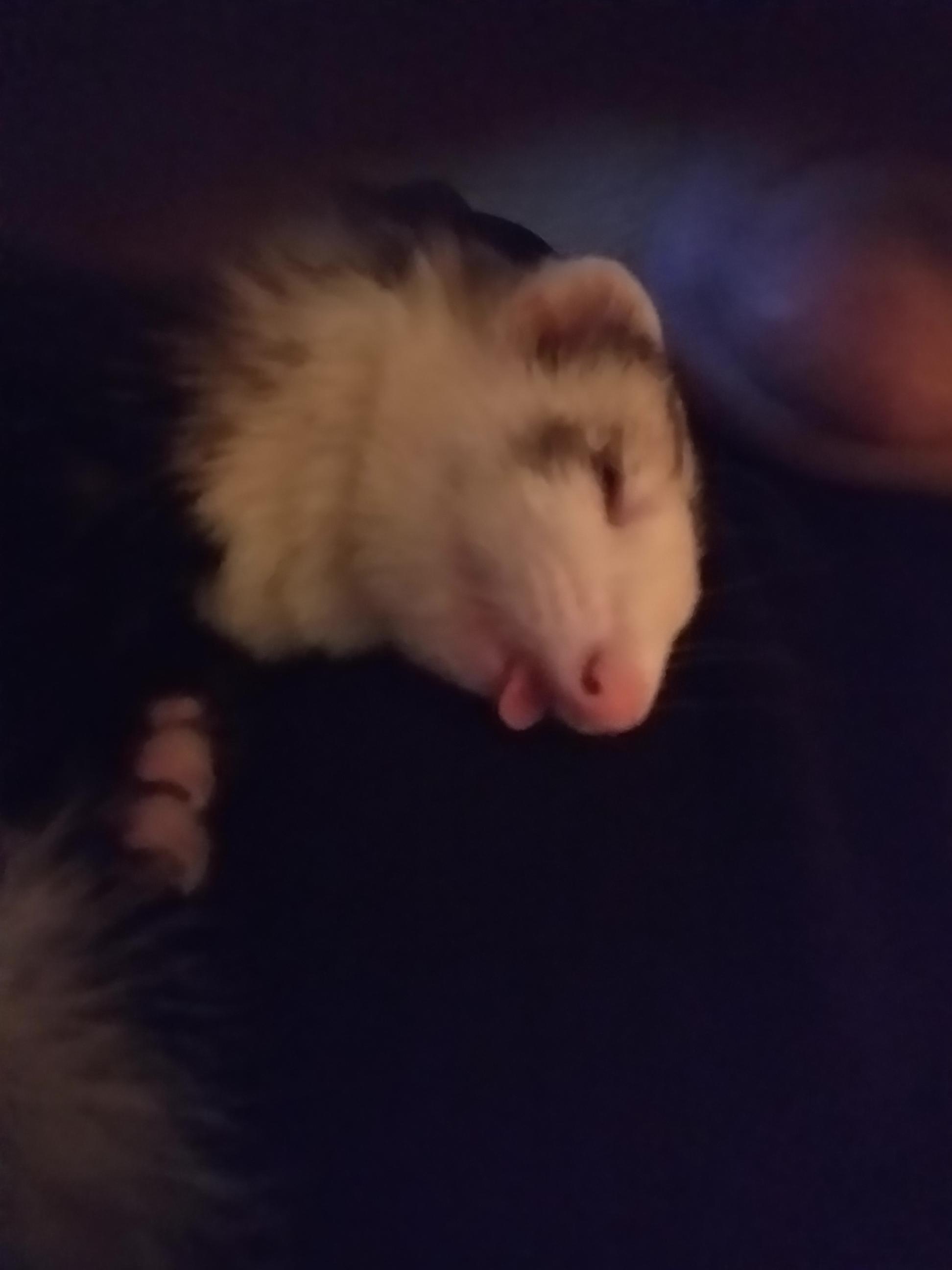 Ferret deep sleep blup | Scrolller