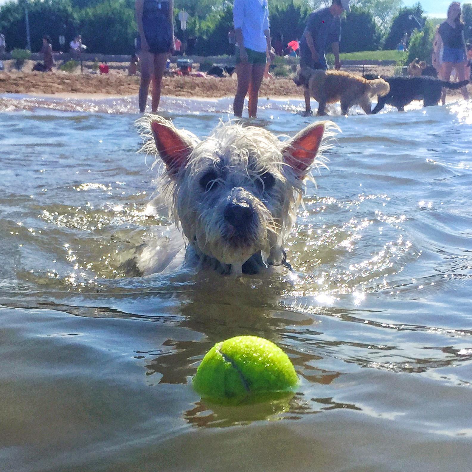 Fetch has no boundaries | Scrolller