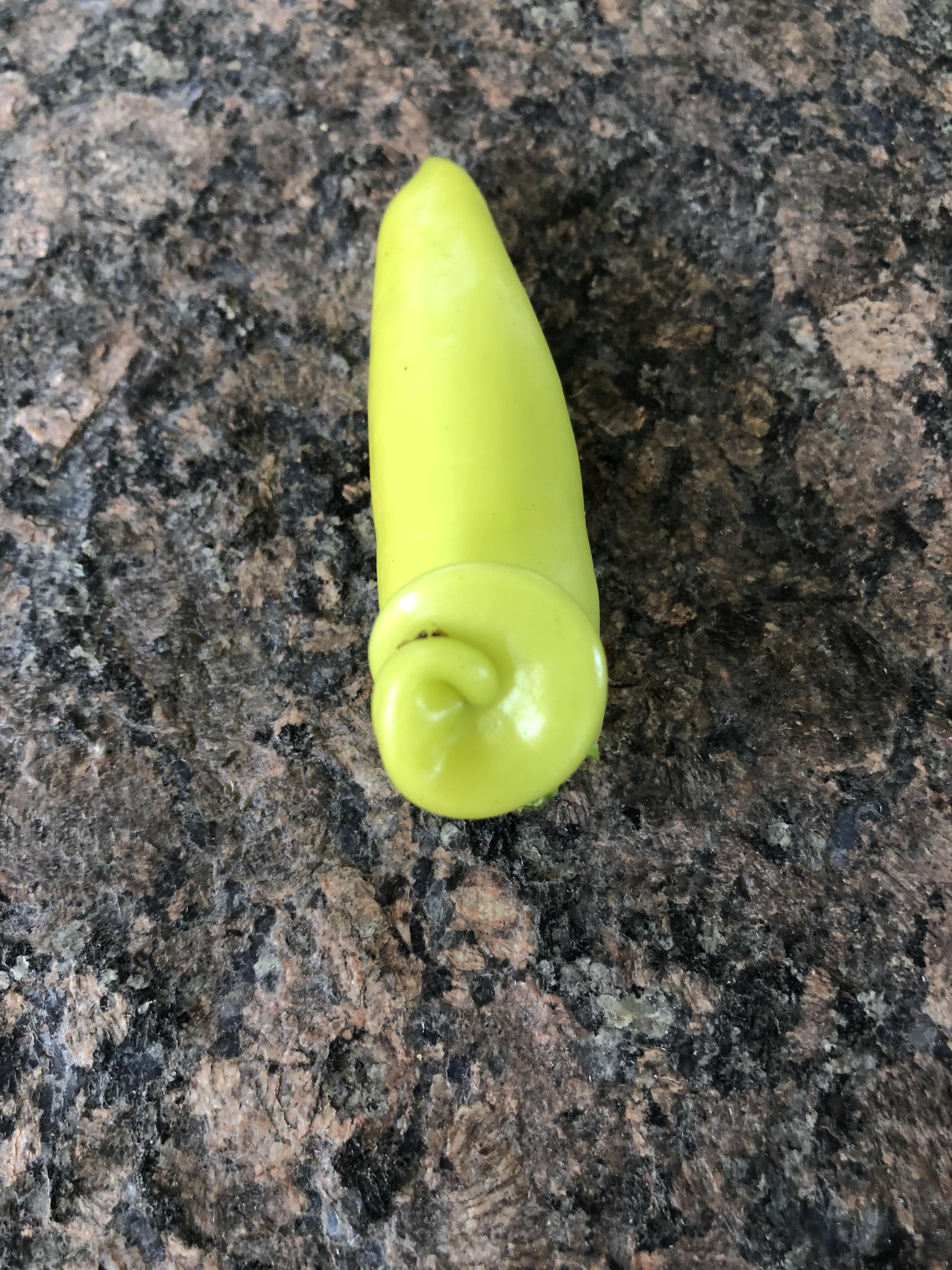 Fibonacci Banana Pepper | Scrolller