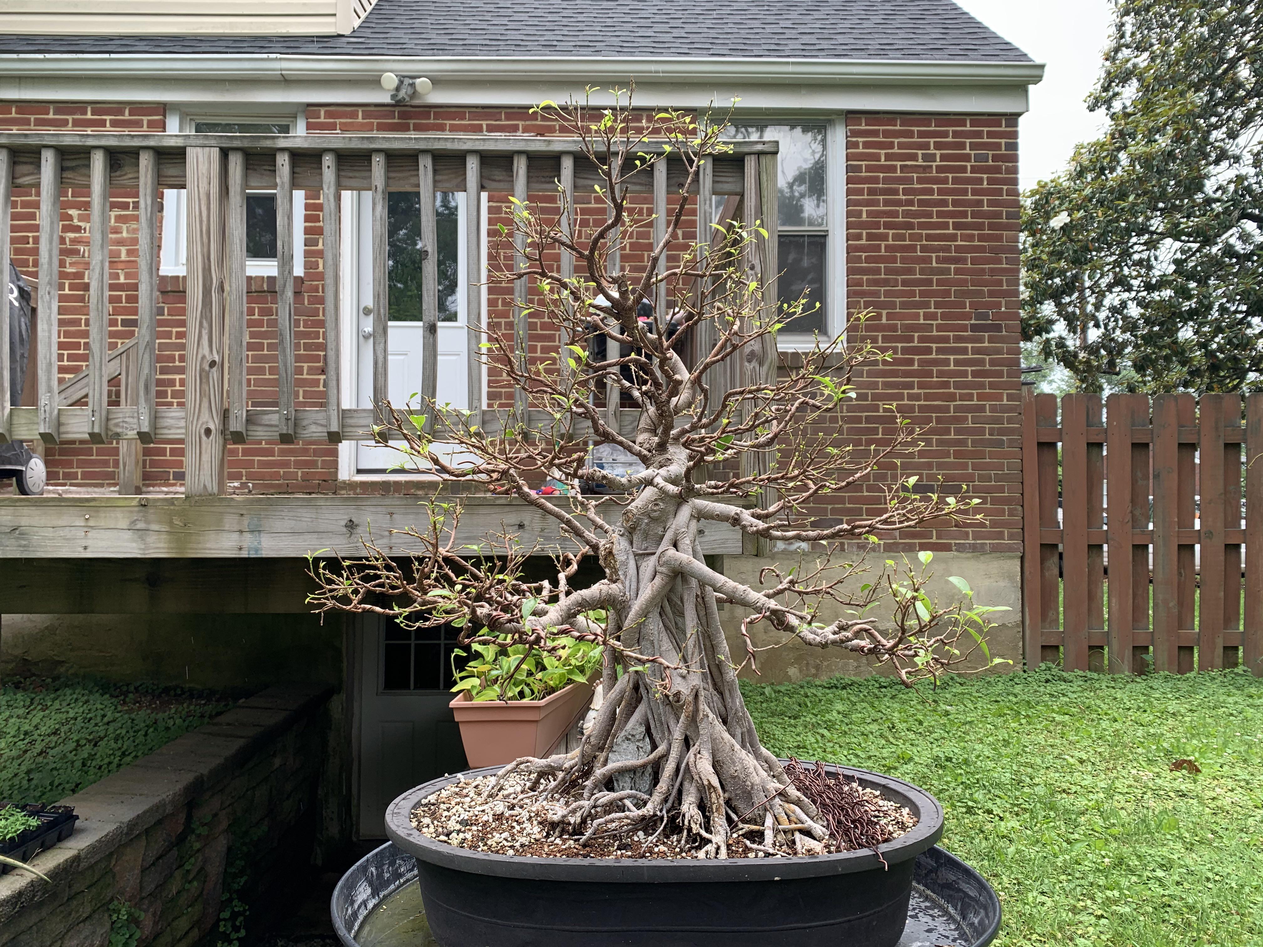 Ficus Bonsai update | Scrolller