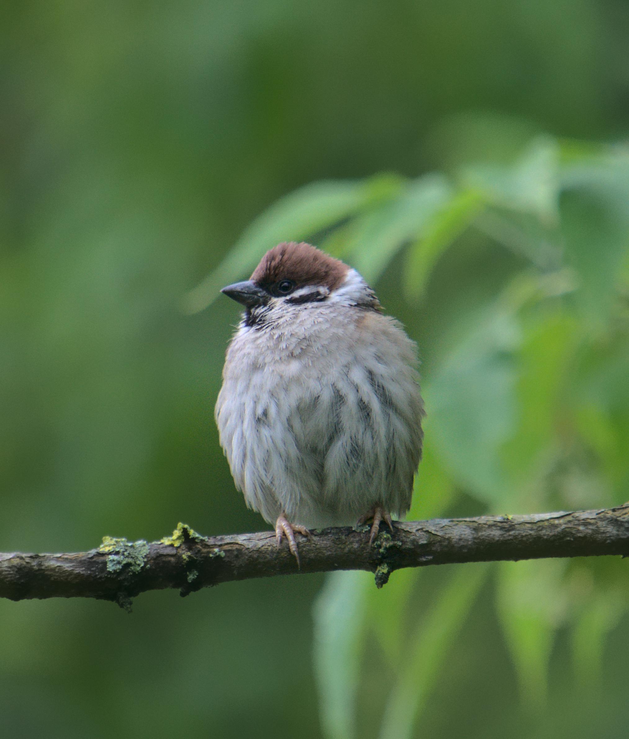 Field sparrow | Scrolller