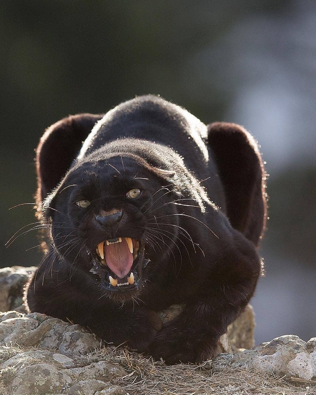 Fierce Black Panther | Scrolller