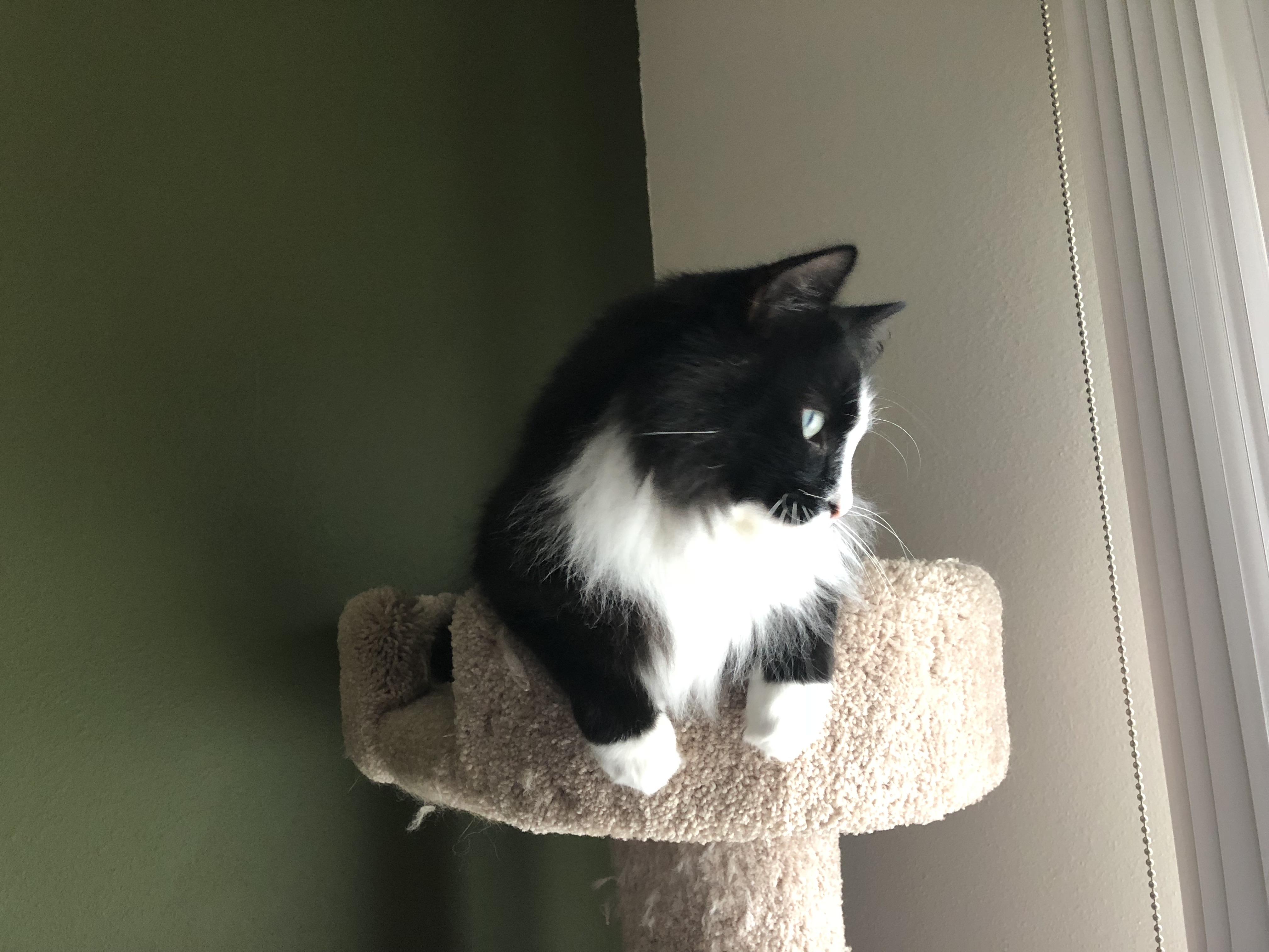 Fig’s phenomenal neck floof. | Scrolller