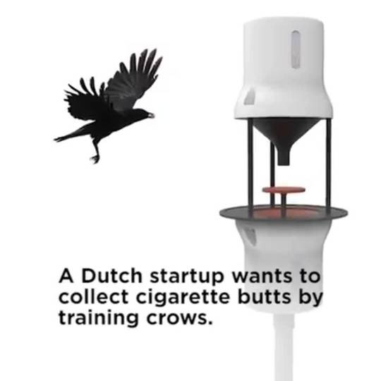 Fighting litter with crows | Scrolller