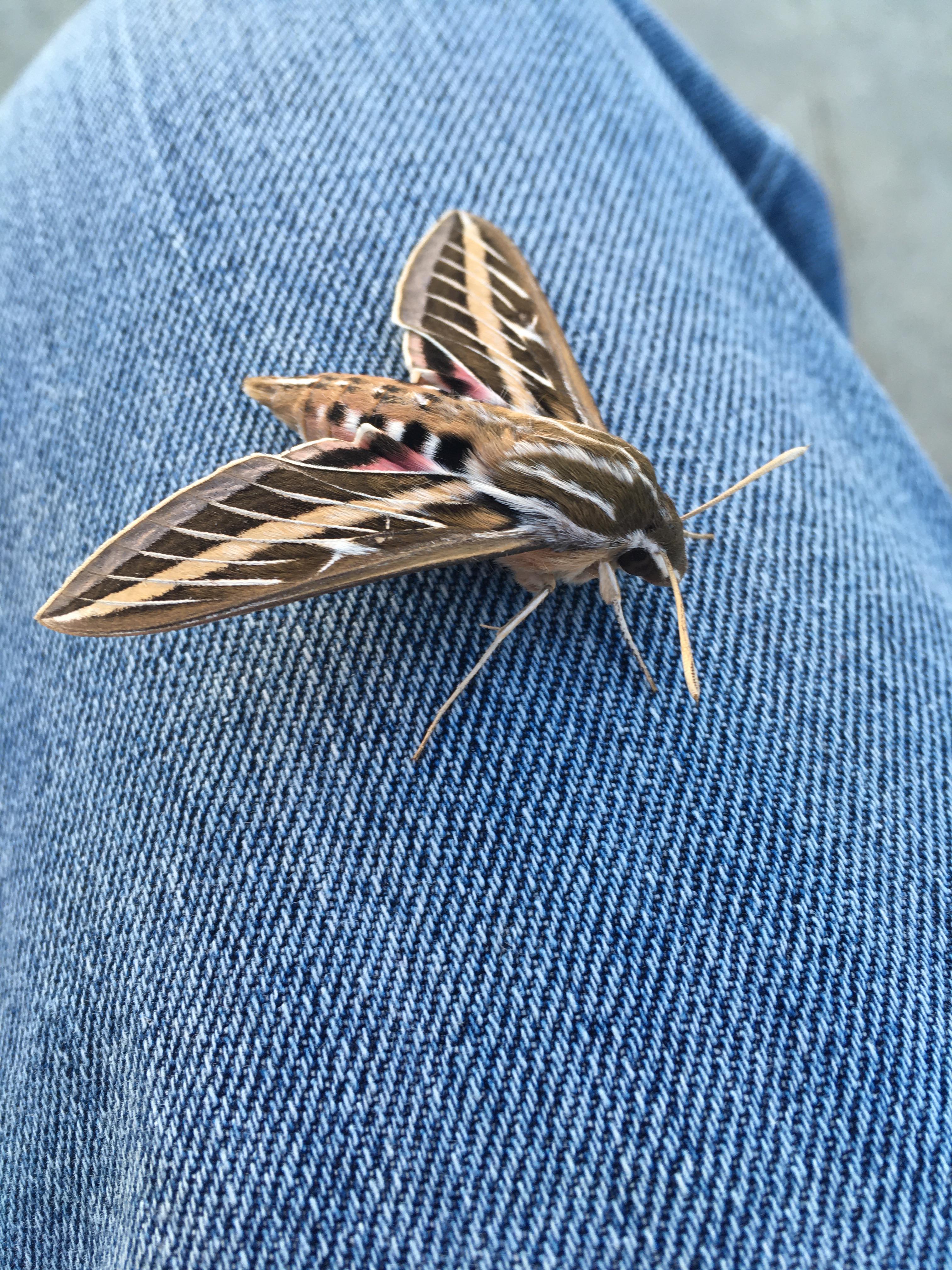 Finally! A live White-Lined Sphinx moth! | Scrolller
