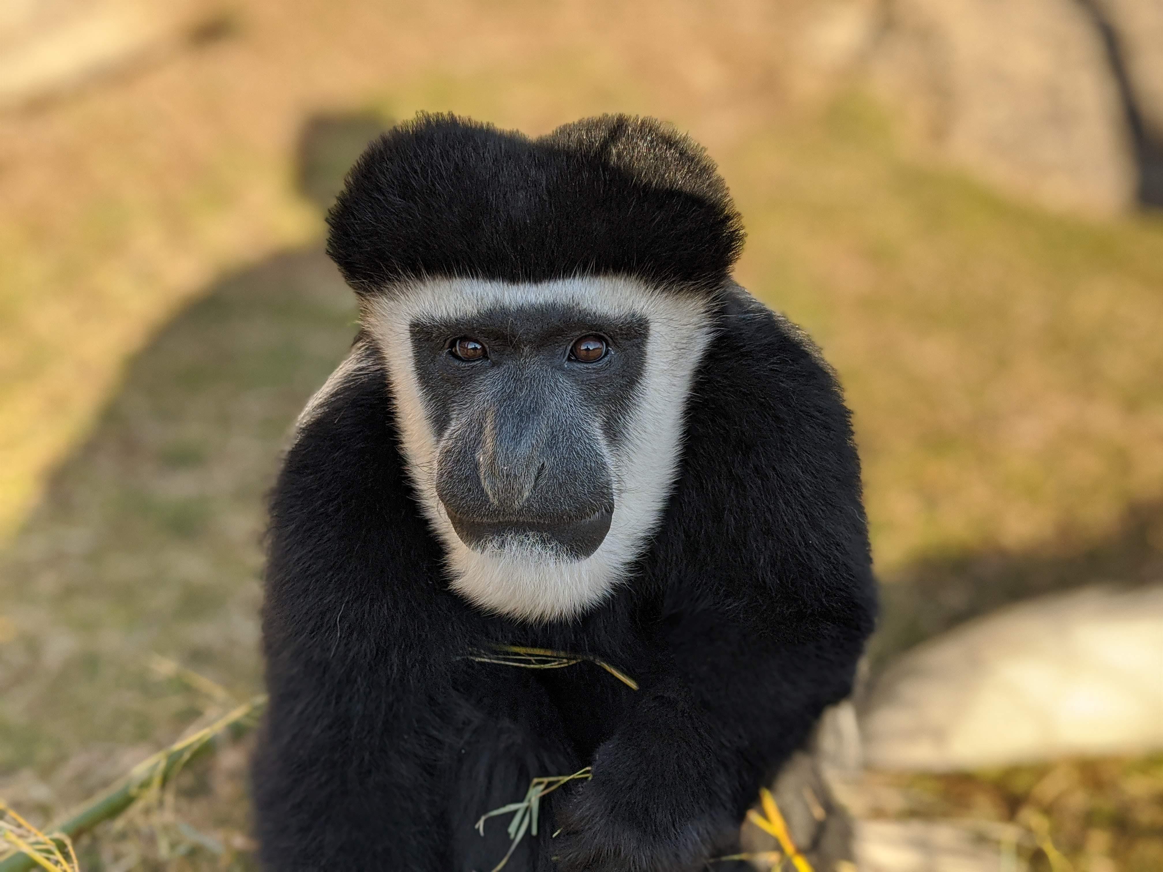 Finally! A place for all my monkey photos to be appreciated. Black and white Colobus monkey ...