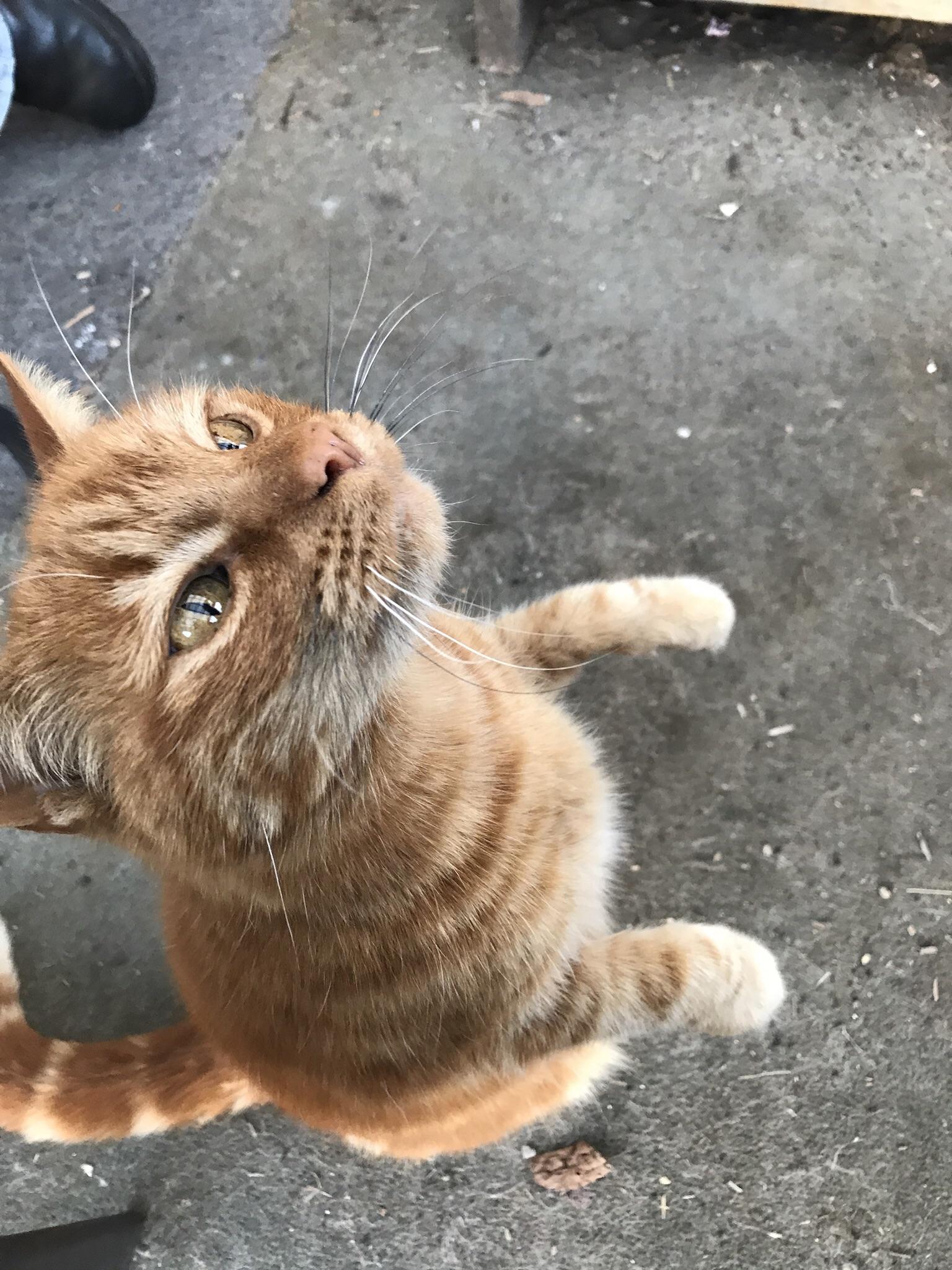 Finally! A sub my Nigel fits in! | Scrolller