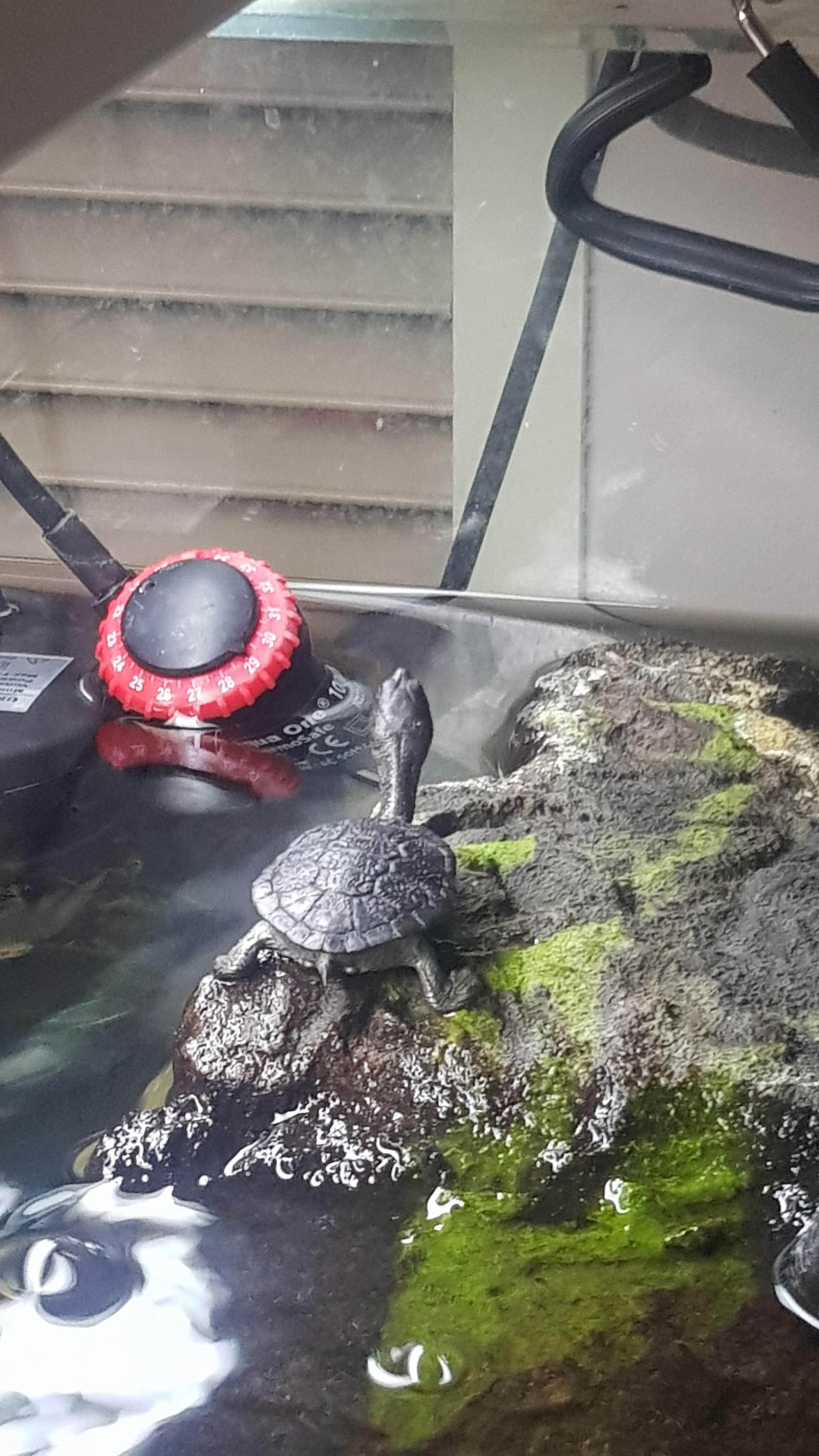 Finally caught him basking | Scrolller