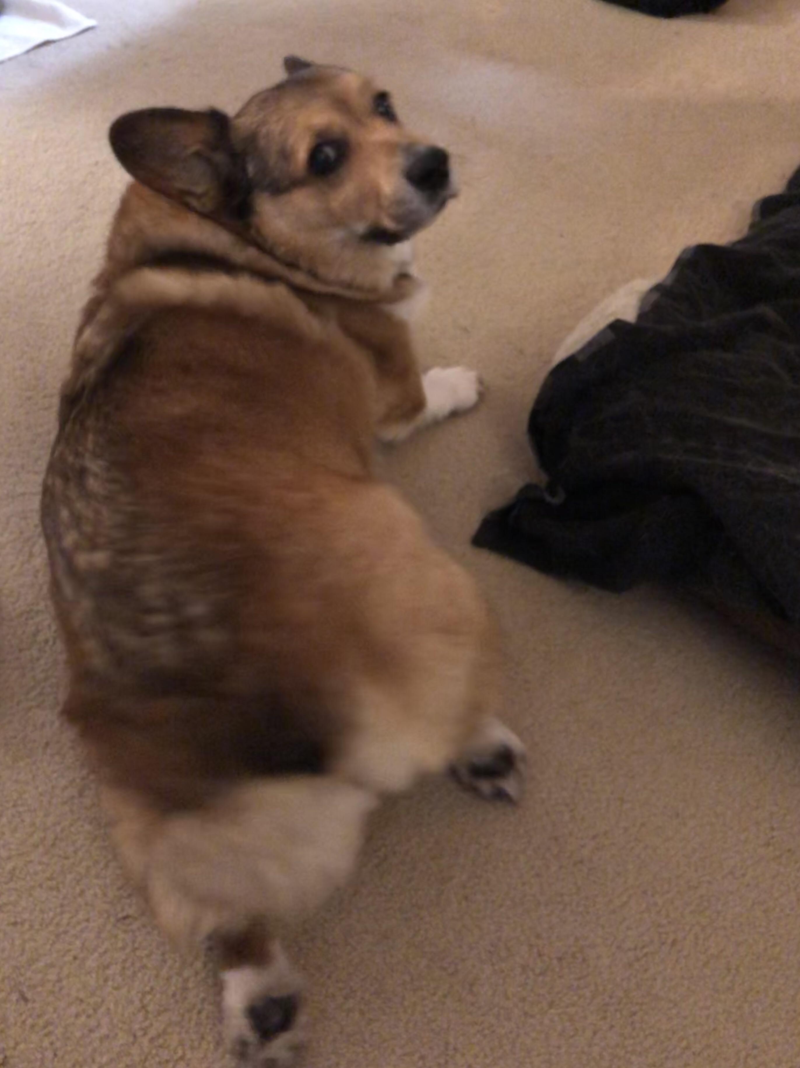 Finally caught him splooting! | Scrolller