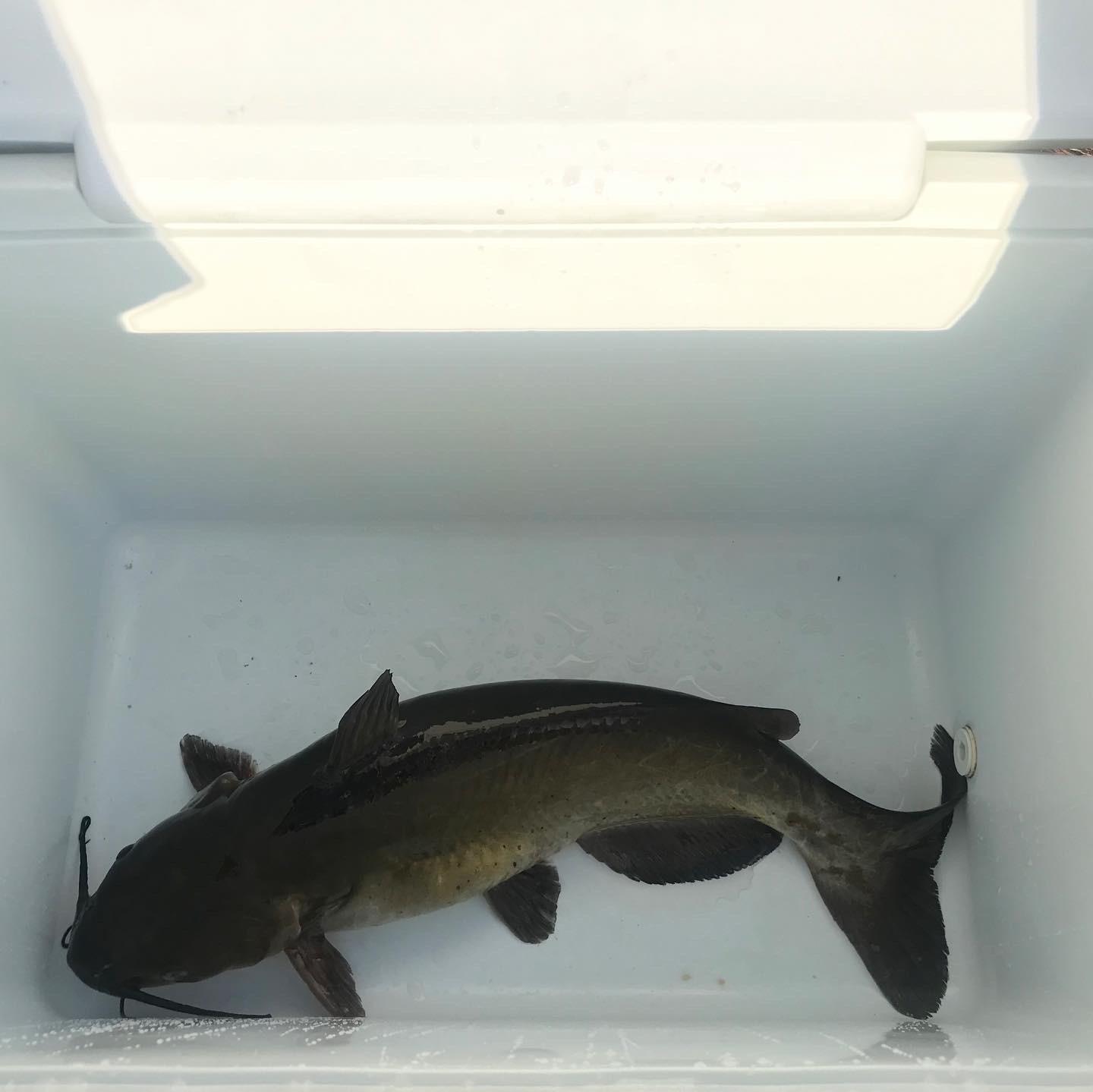 Finally caught my first catfish since I’ve started targeting them! | Scrolller